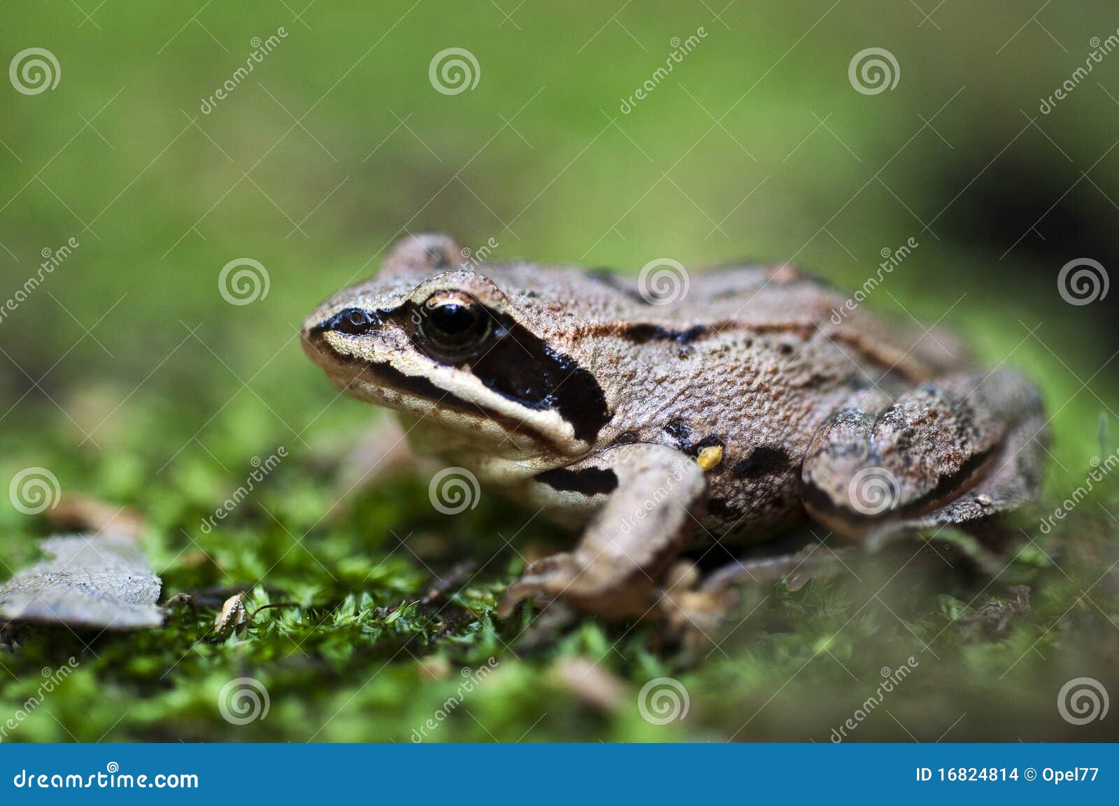 Groda arkivfoto. Bild av djurliv, amfibiansk, ögonglob - 16824814