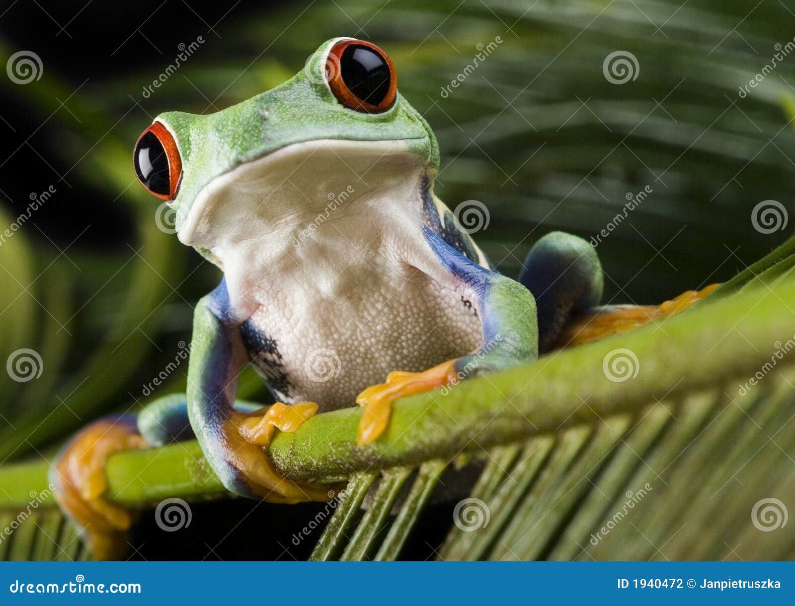 Groda arkivfoto. Bild av bisarr, groda, angus, löv, bifokal - 1940472