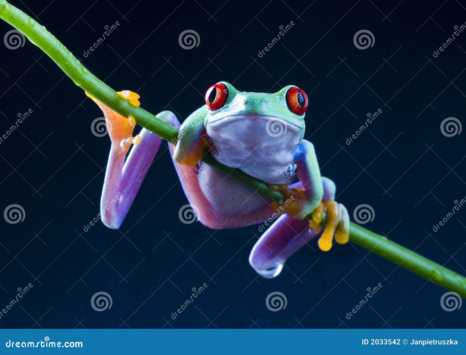 Groda arkivfoto. Bild av abstraktion, öga, anpassning - 2033542