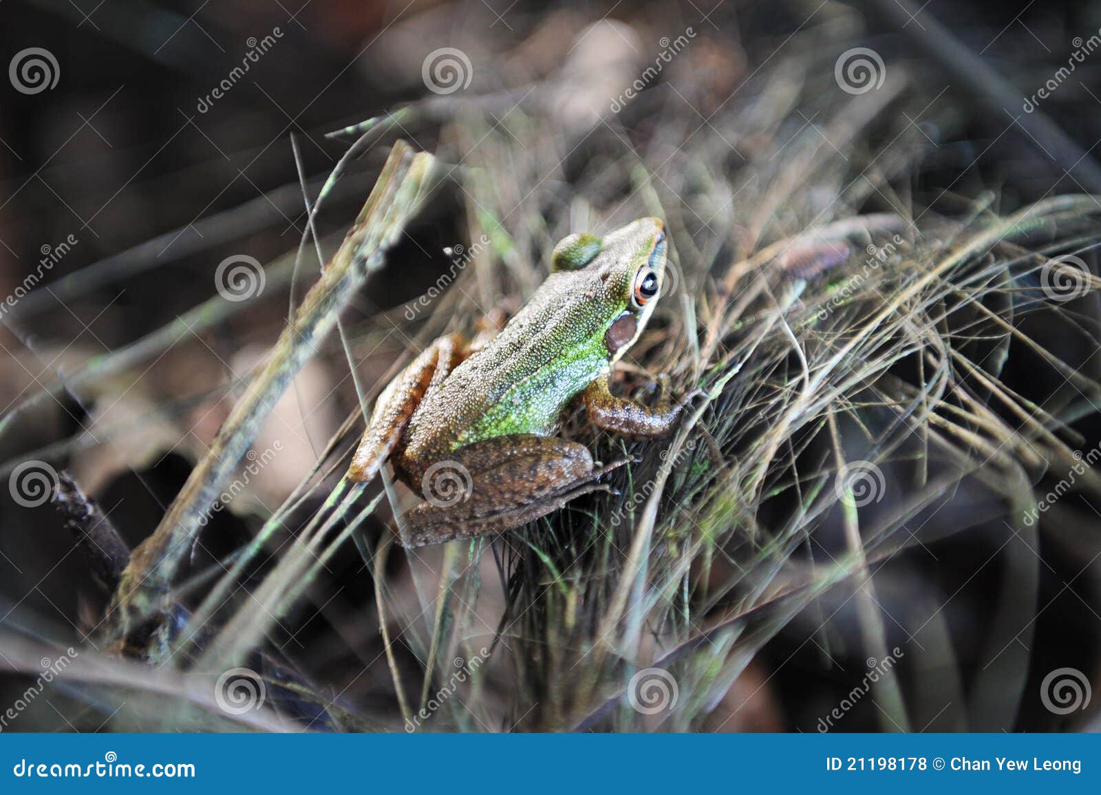 Groda arkivfoto. Bild av reptil, amfibiansk, grön, groda - 21198178