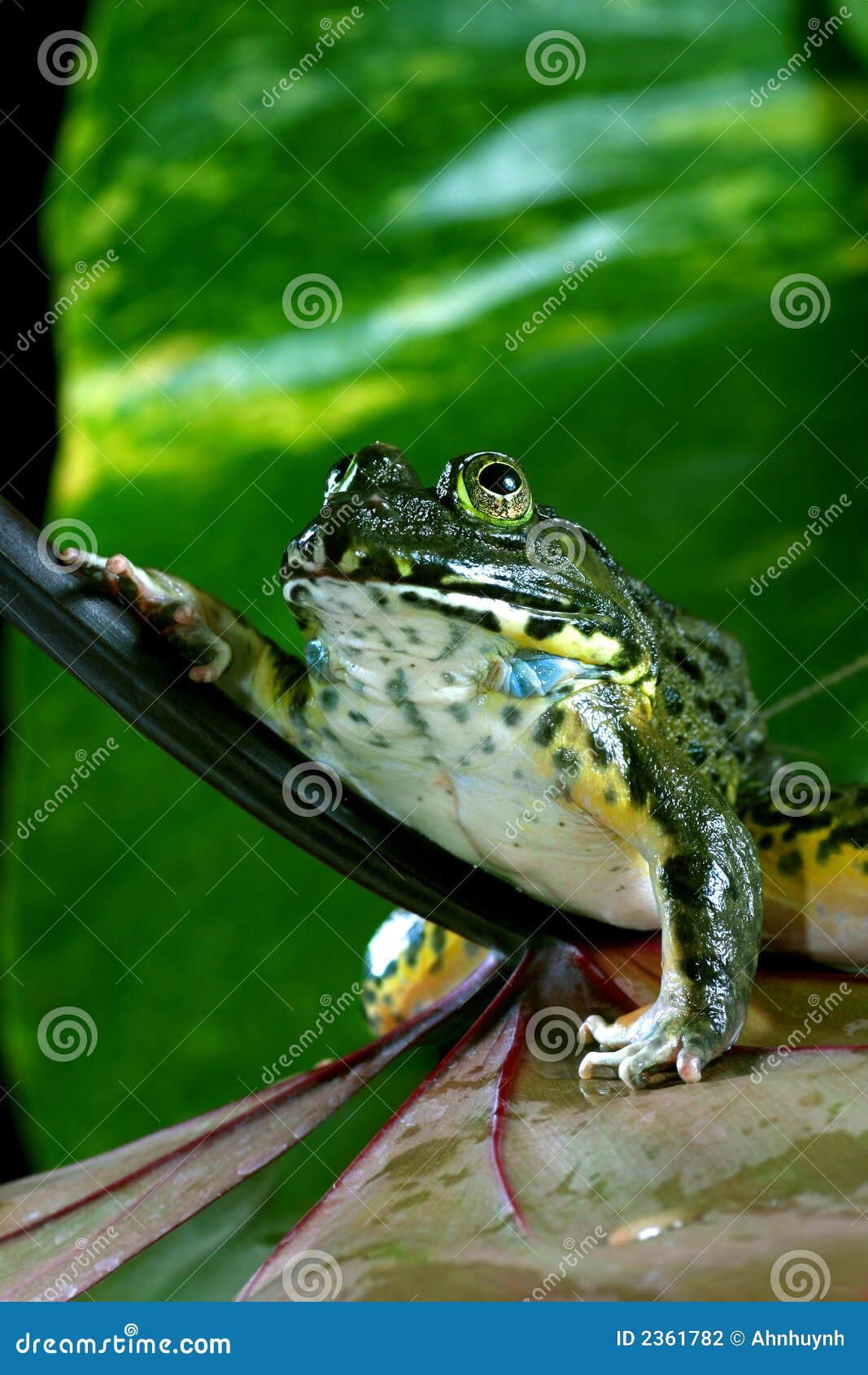 Groda arkivfoto. Bild av groda, biologi, angus, bägare - 2361782