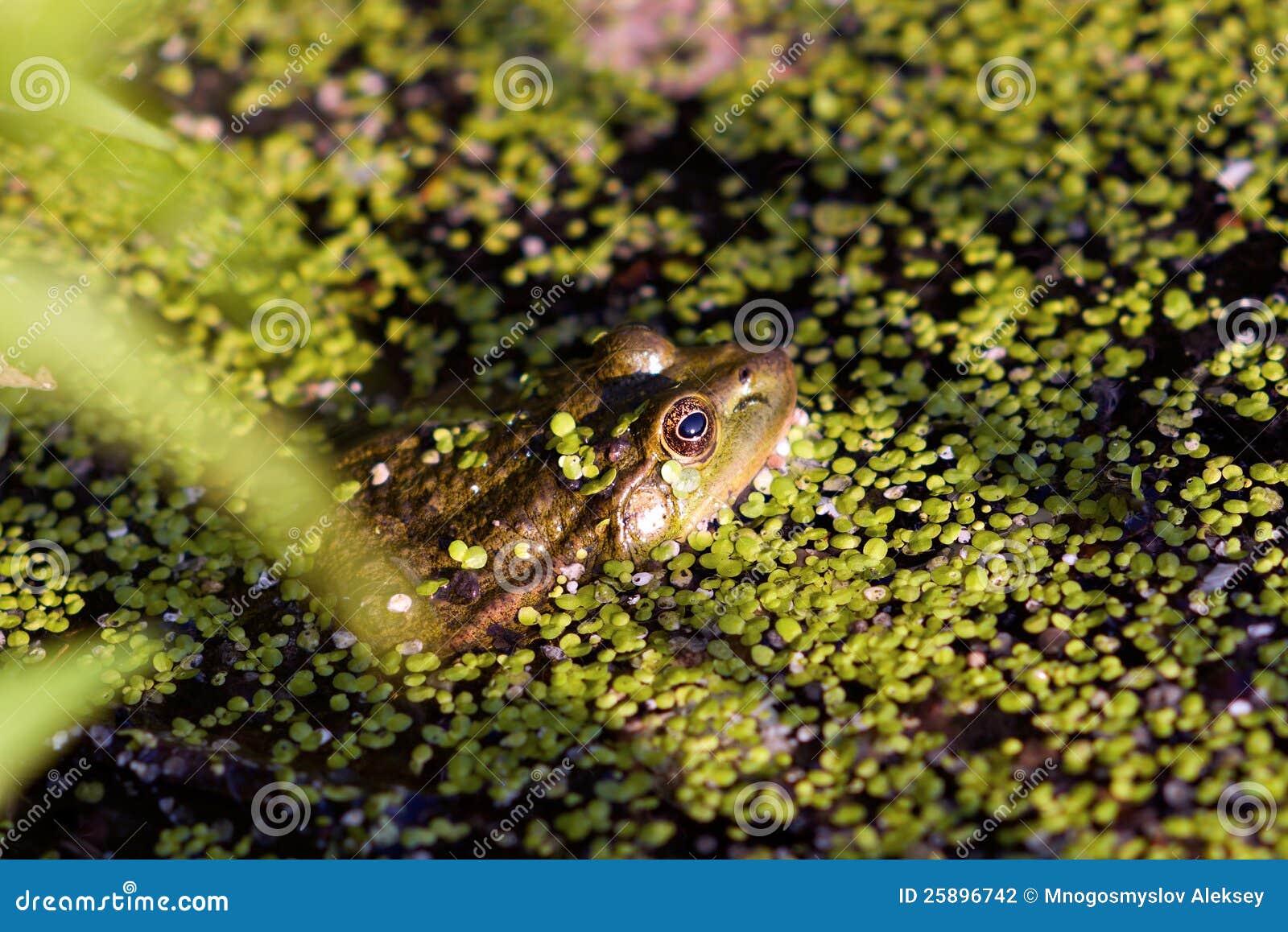 Groda arkivfoto. Bild av padda, groda, natur, fenben - 25896742