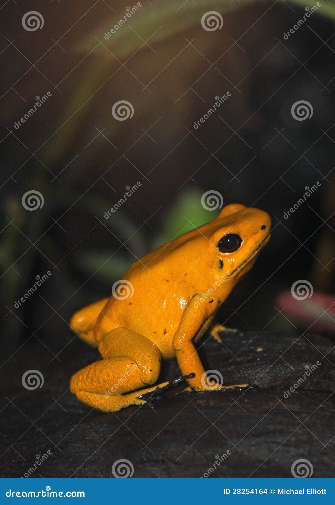 Groda arkivfoto. Bild av vild, grön, träd, grodor, stängning - 28254164