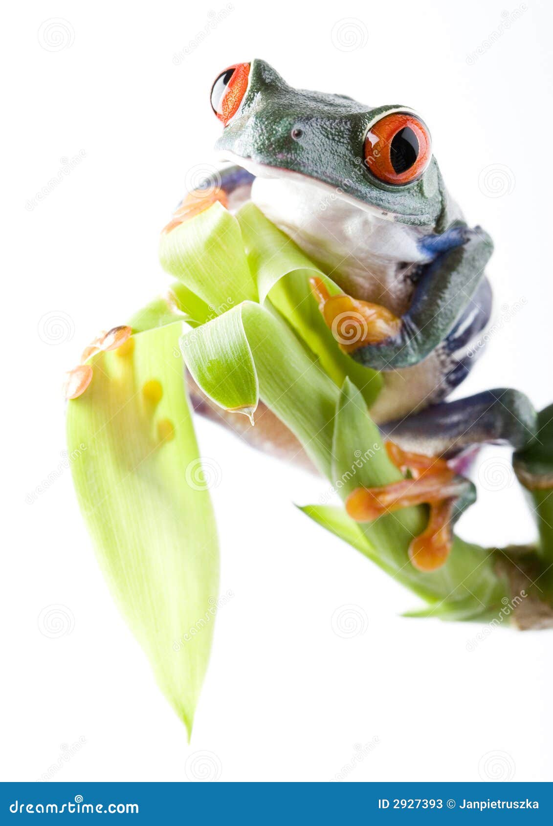 Groda fotografering för bildbyråer. Bild av vitt, groddjur - 2927393