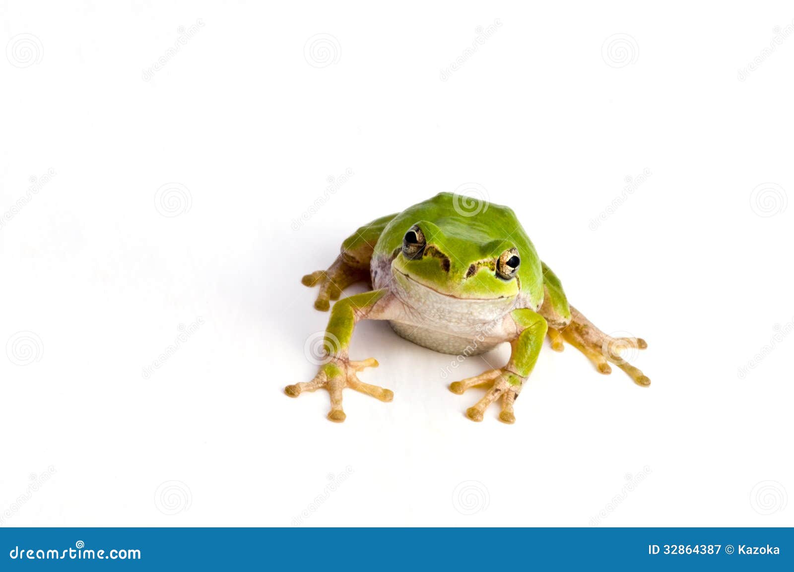 Groda, fotografering för bildbyråer. Bild av framdel - 32864387