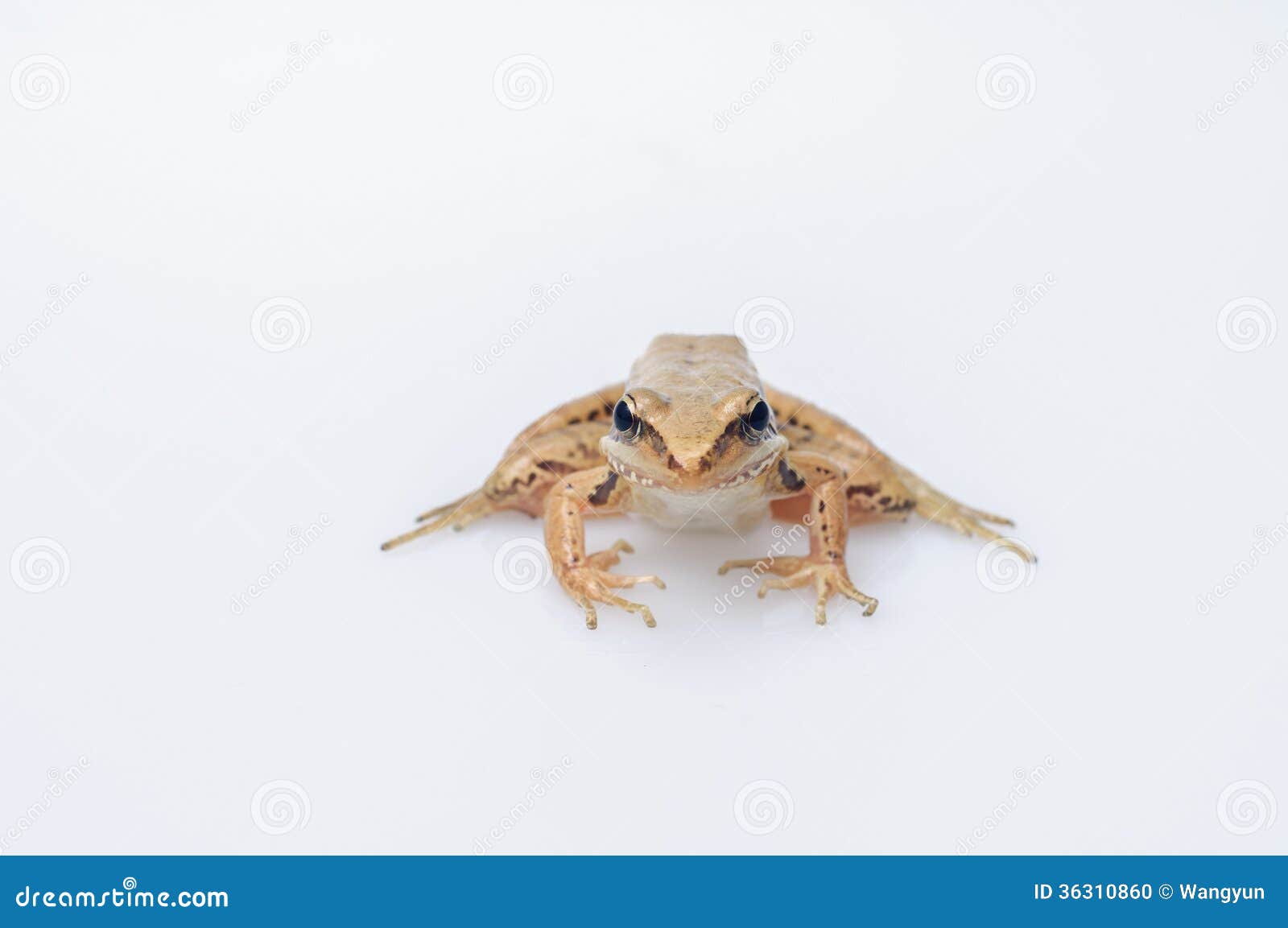 Groda arkivfoto. Bild av miljö, stänga, fauna, angus - 36310860