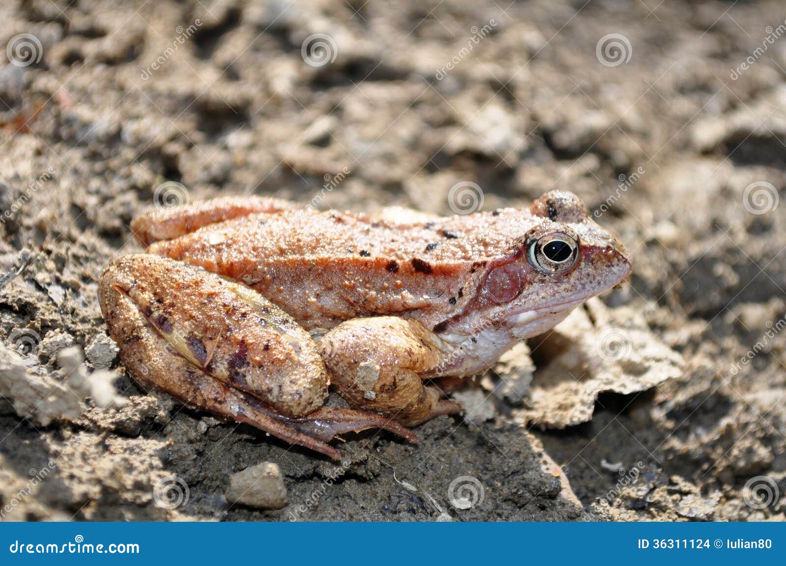 Groda arkivfoto. Bild av gift, beställningar, groda, träd - 36311124