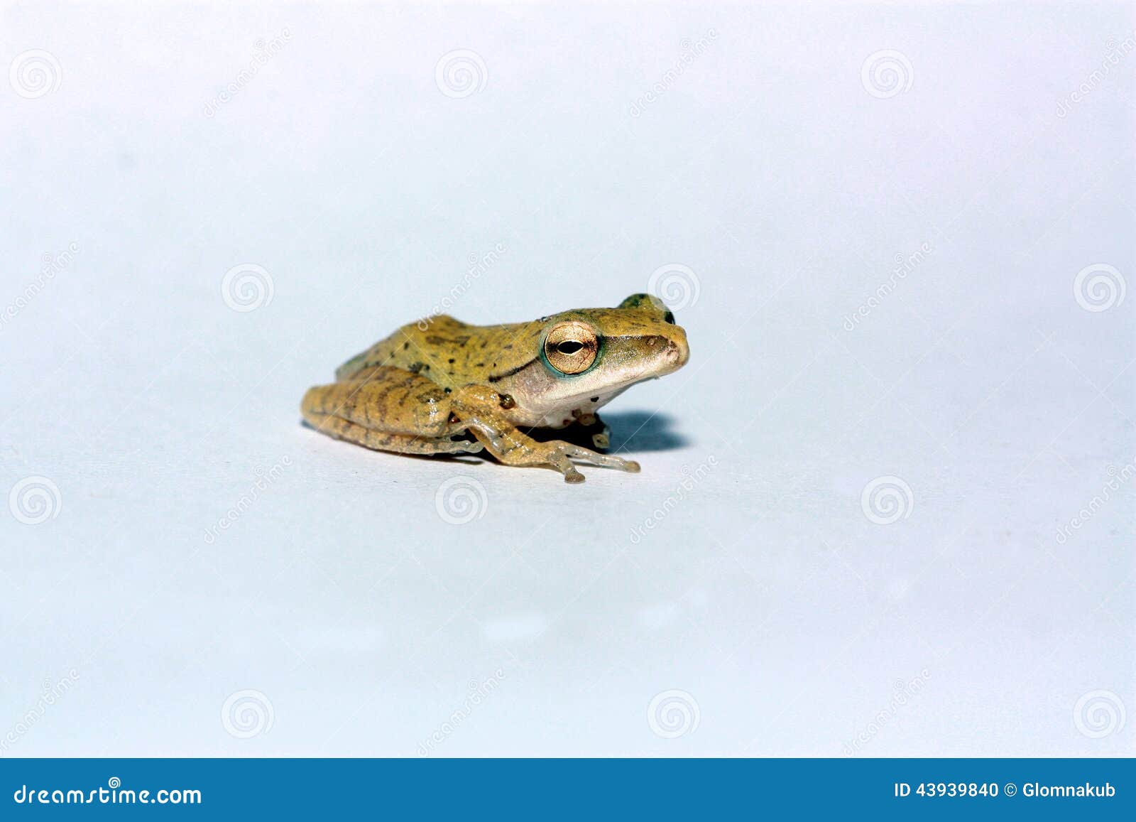 Groda arkivfoto. Bild av anhydrous, hyvlare, vatten, öga - 43939840