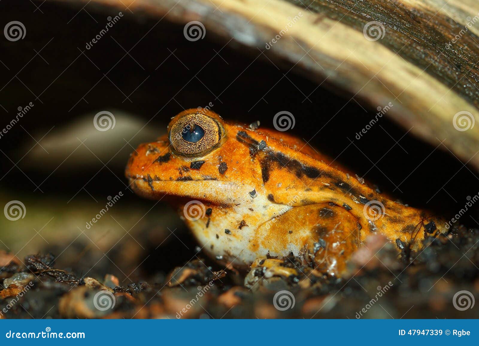 Groda fotografering för bildbyråer. Bild av gulligt, reptil - 47947339