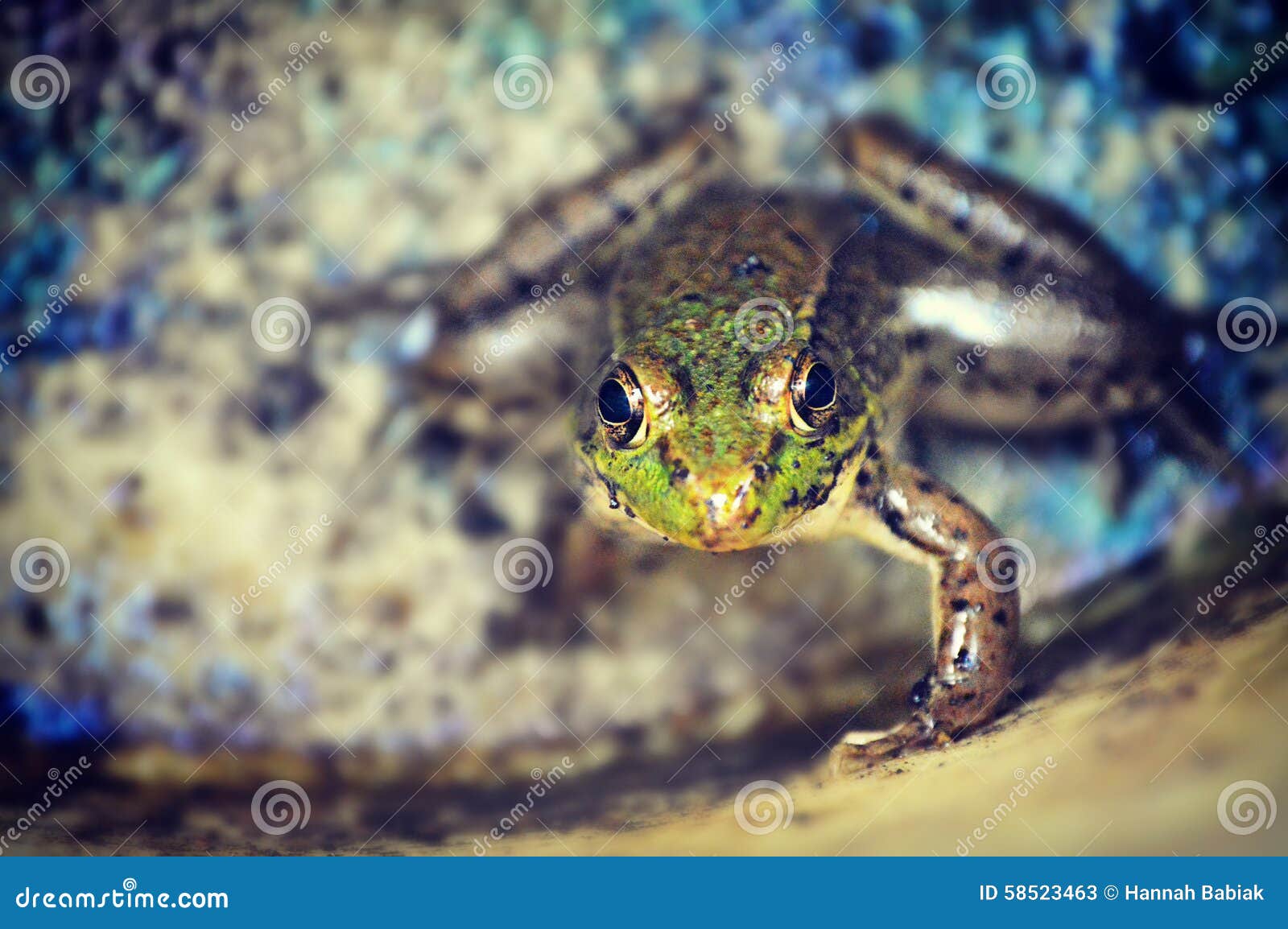 Groda fotografering för bildbyråer. Bild av hink, grön - 58523463