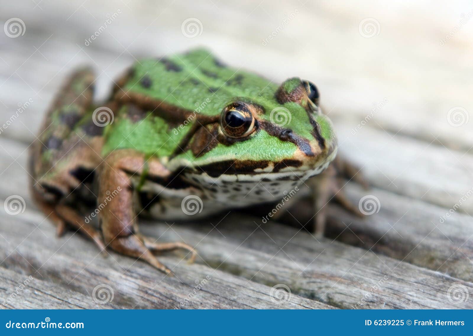 Groda fotografering för bildbyråer. Bild av djurliv, trä - 6239225