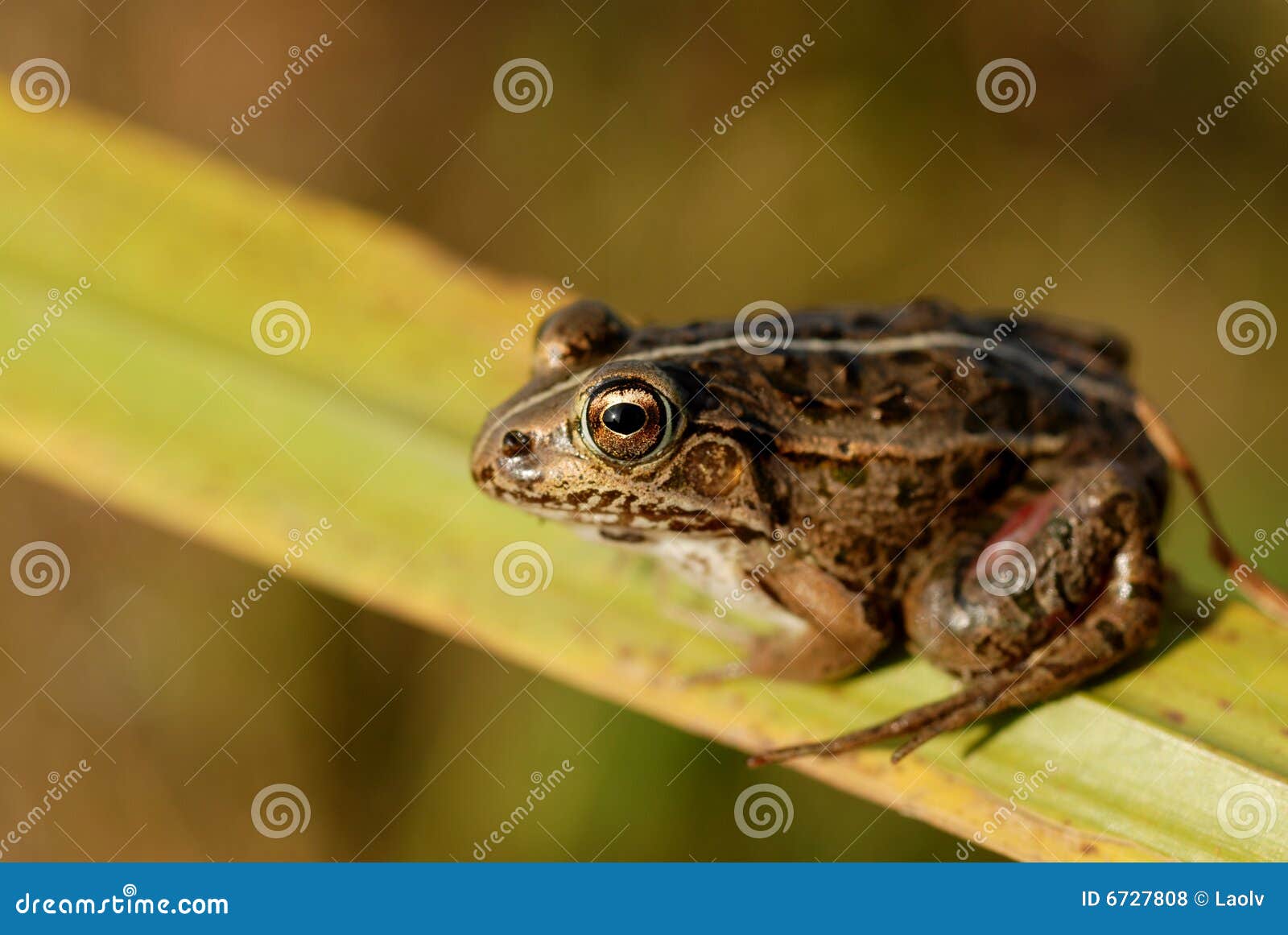Groda arkivfoto. Bild av flygtur, groda, amfibiansk, natur - 6727808