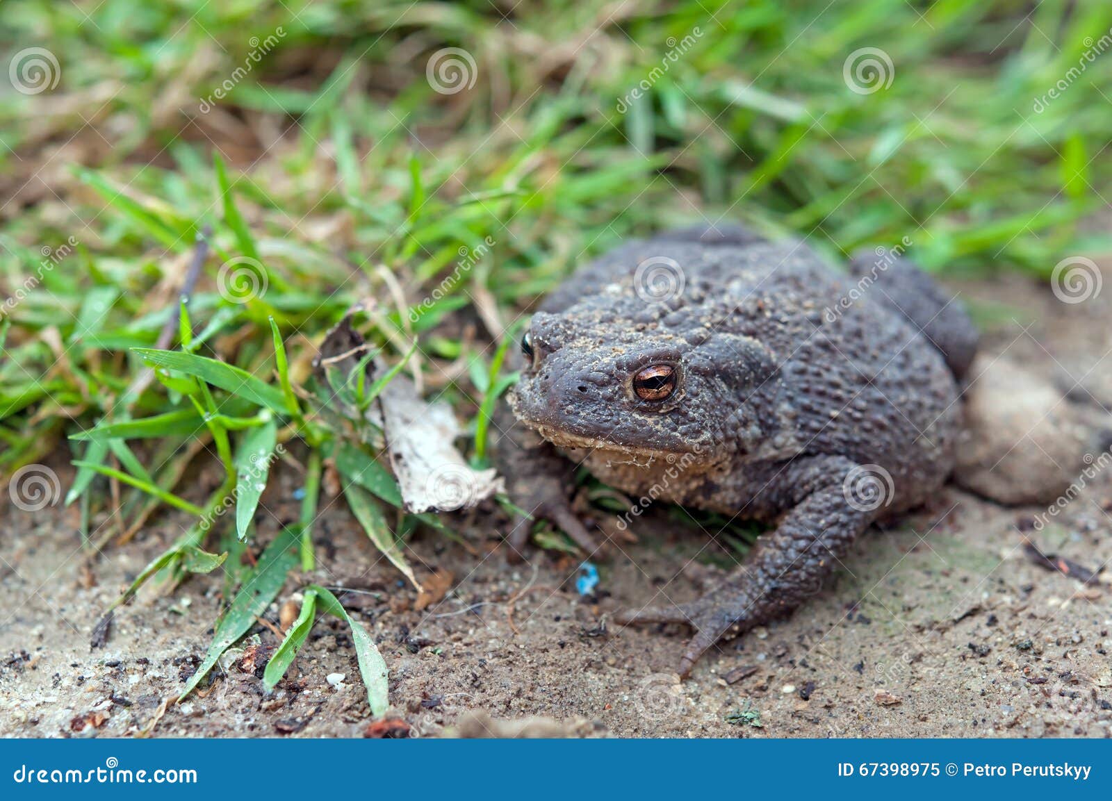 Groda fotografering för bildbyråer. Bild av ryggradslös - 67398975