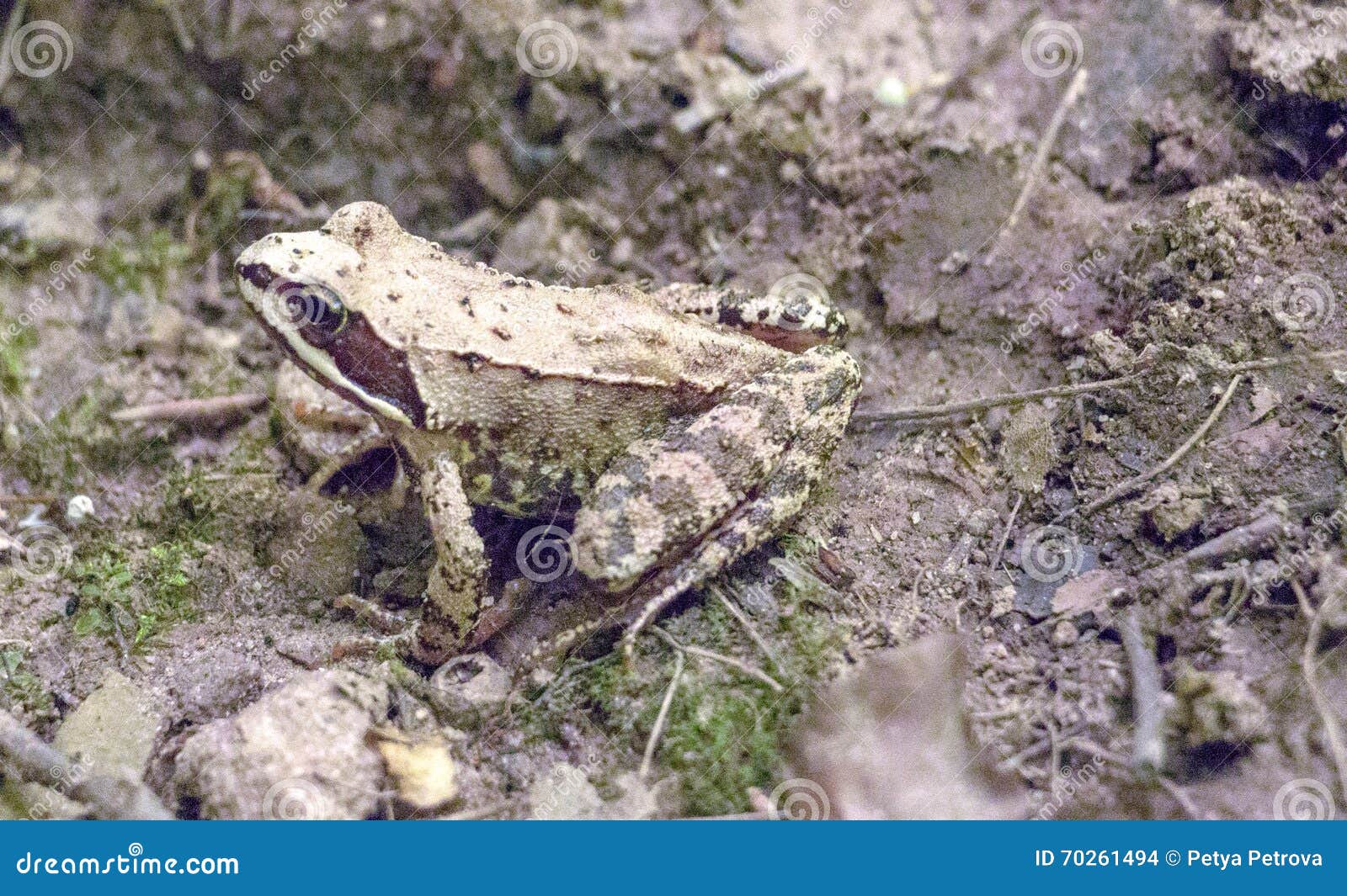 Groda arkivfoto. Bild av groda, mark, groddjur, torrt - 70261494