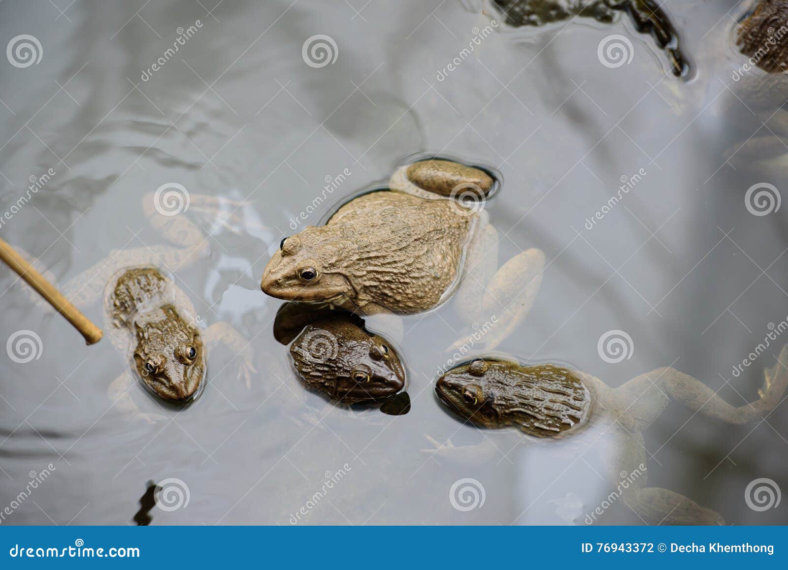 Groda arkivfoto. Bild av natur, askfat, flod, marsig - 76943372