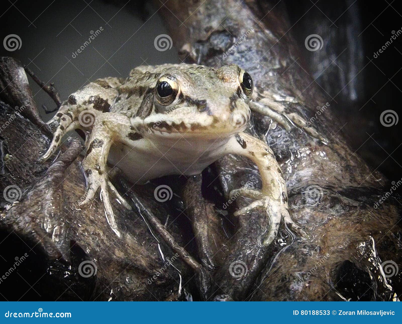 Groda fotografering för bildbyråer. Bild av vatten, ätligt - 80188533