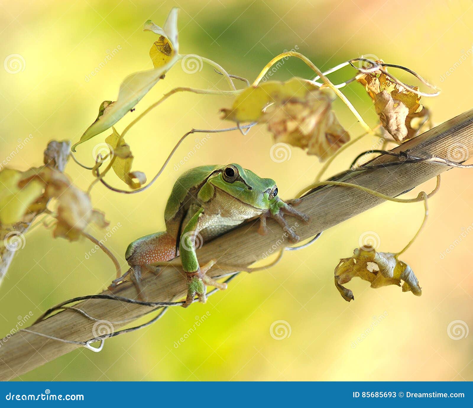 Groda fotografering för bildbyråer. Bild av makro, grön - 85685693