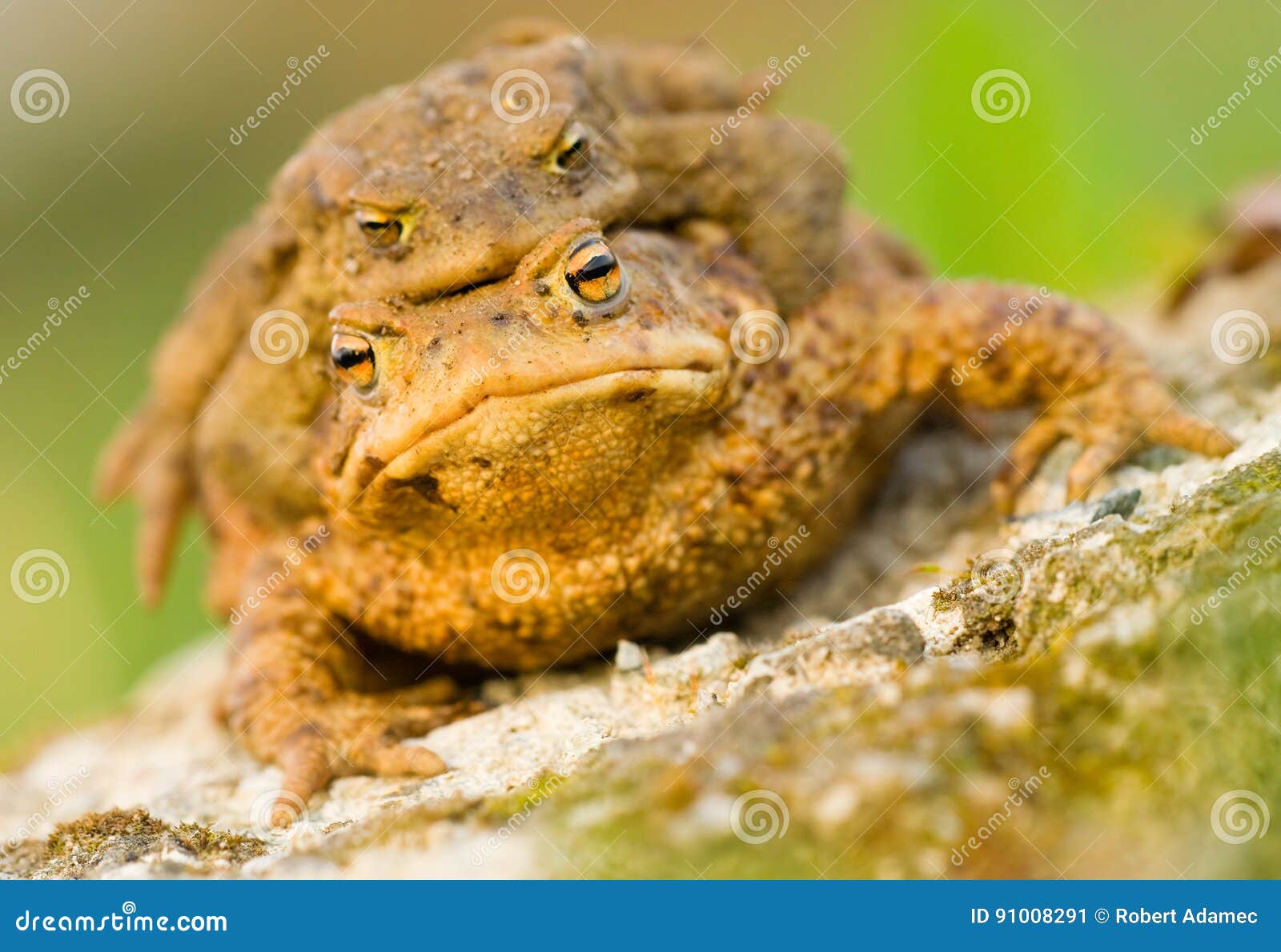 Groda fotografering för bildbyråer. Bild av grodor, angus - 91008291