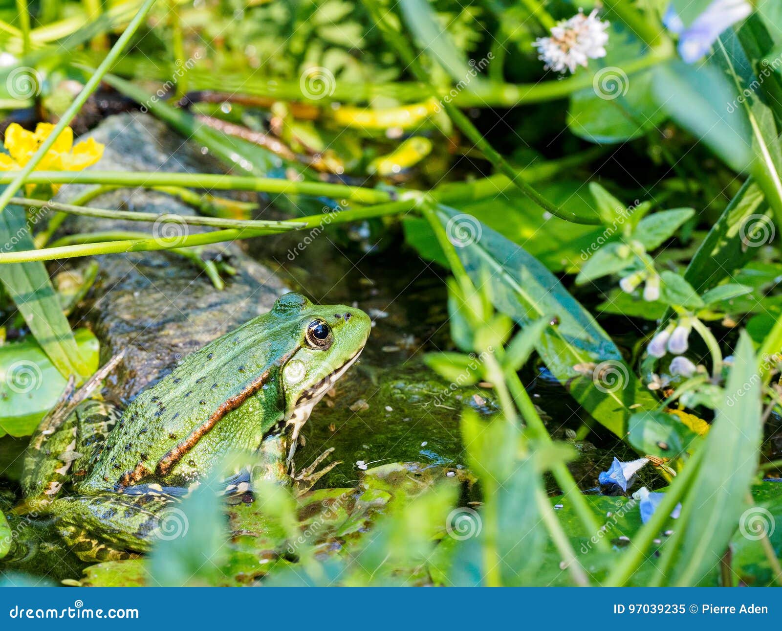 Groda fotografering för bildbyråer. Bild av grodor, norr - 97039235
