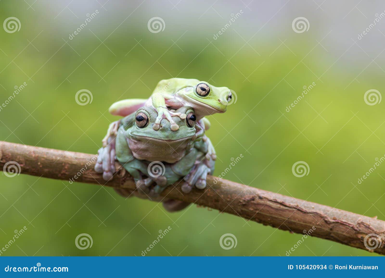 Groda Djur, Trädgroda, Kort Och Tjock Groda, Arkivfoto - Bild av kryp ...