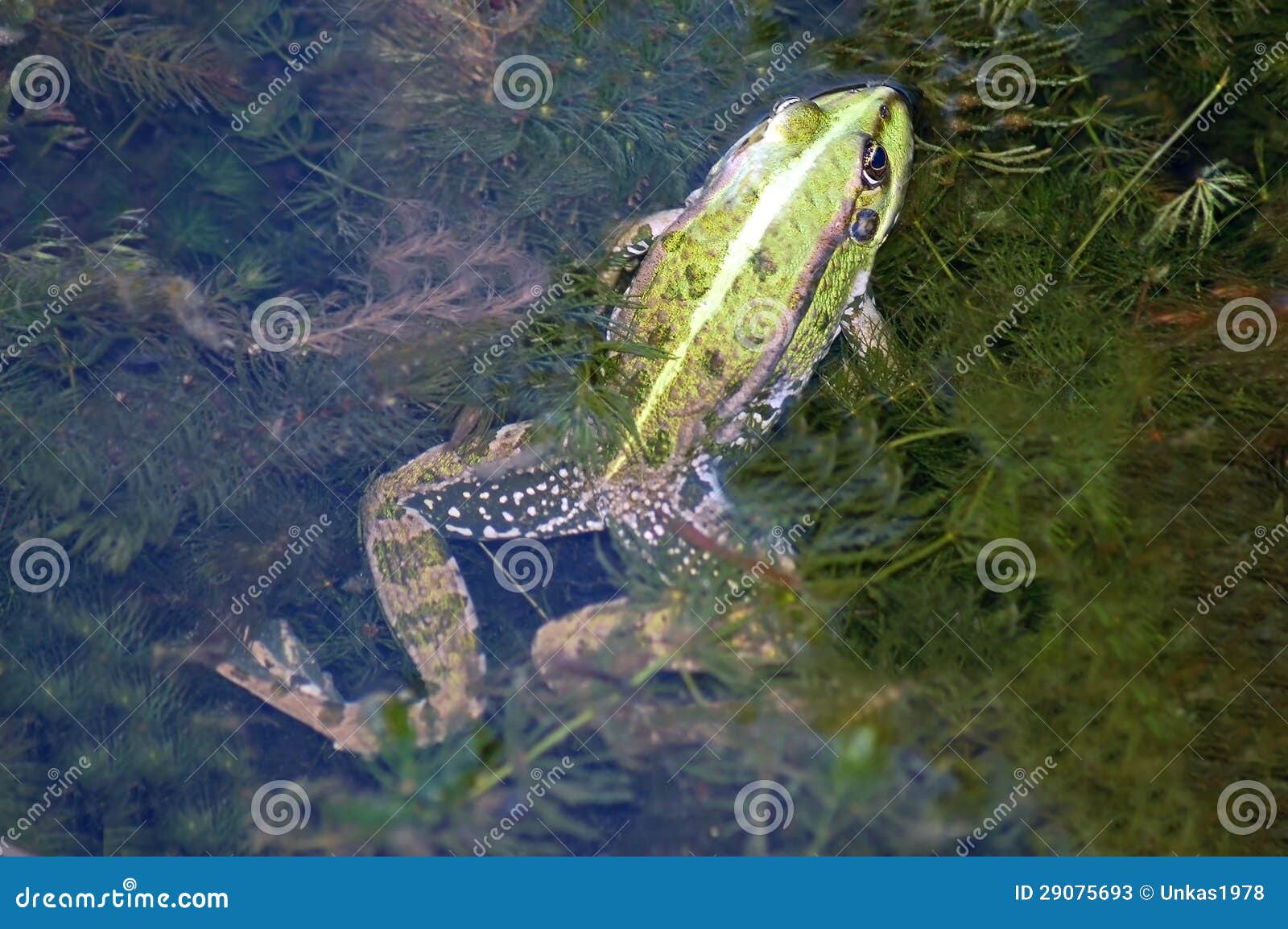 Groda i damm fotografering för bildbyråer. Bild av odjur - 29075693