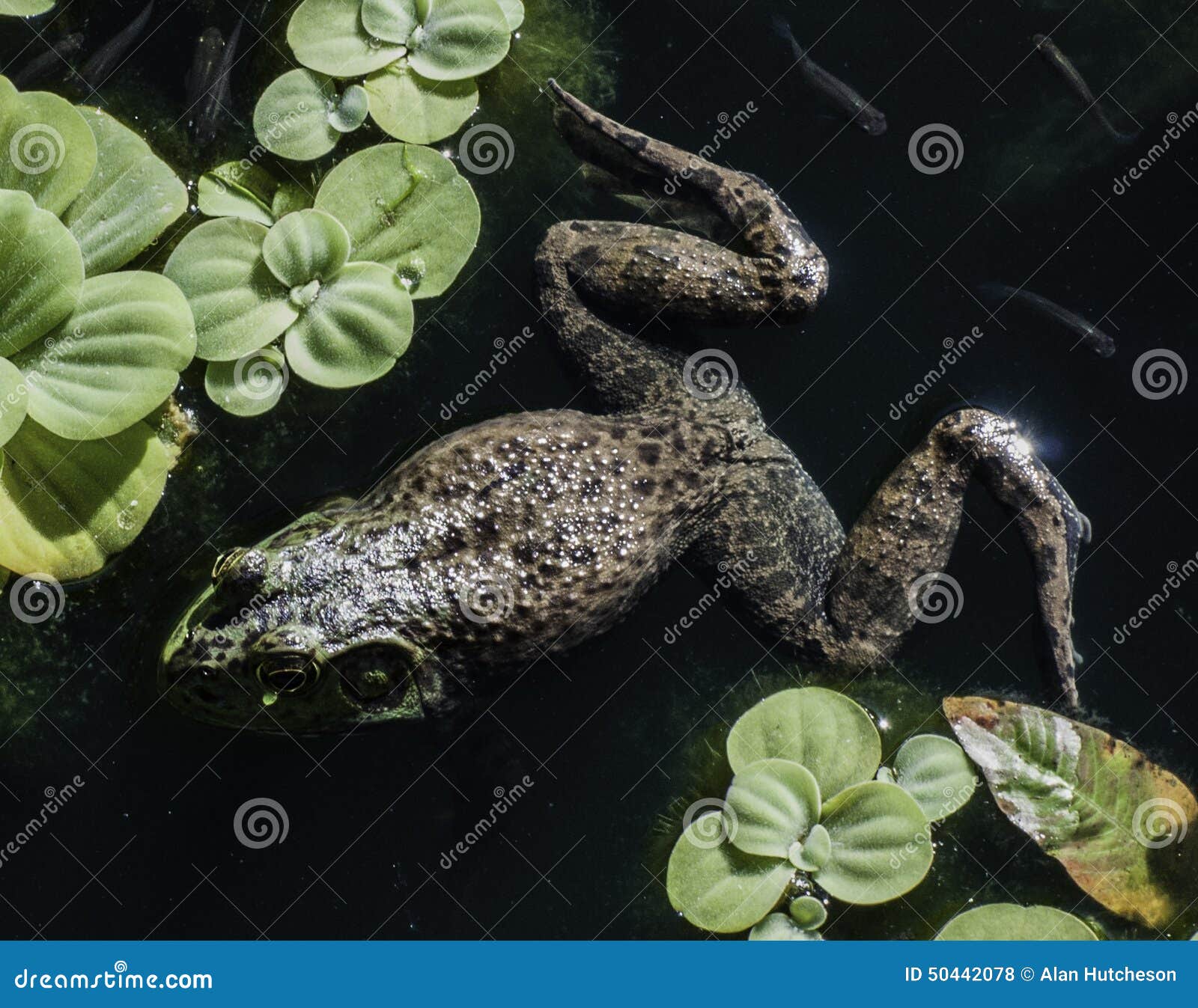 Groda i damm arkivfoto. Bild av detta, mellan, vatten - 50442078