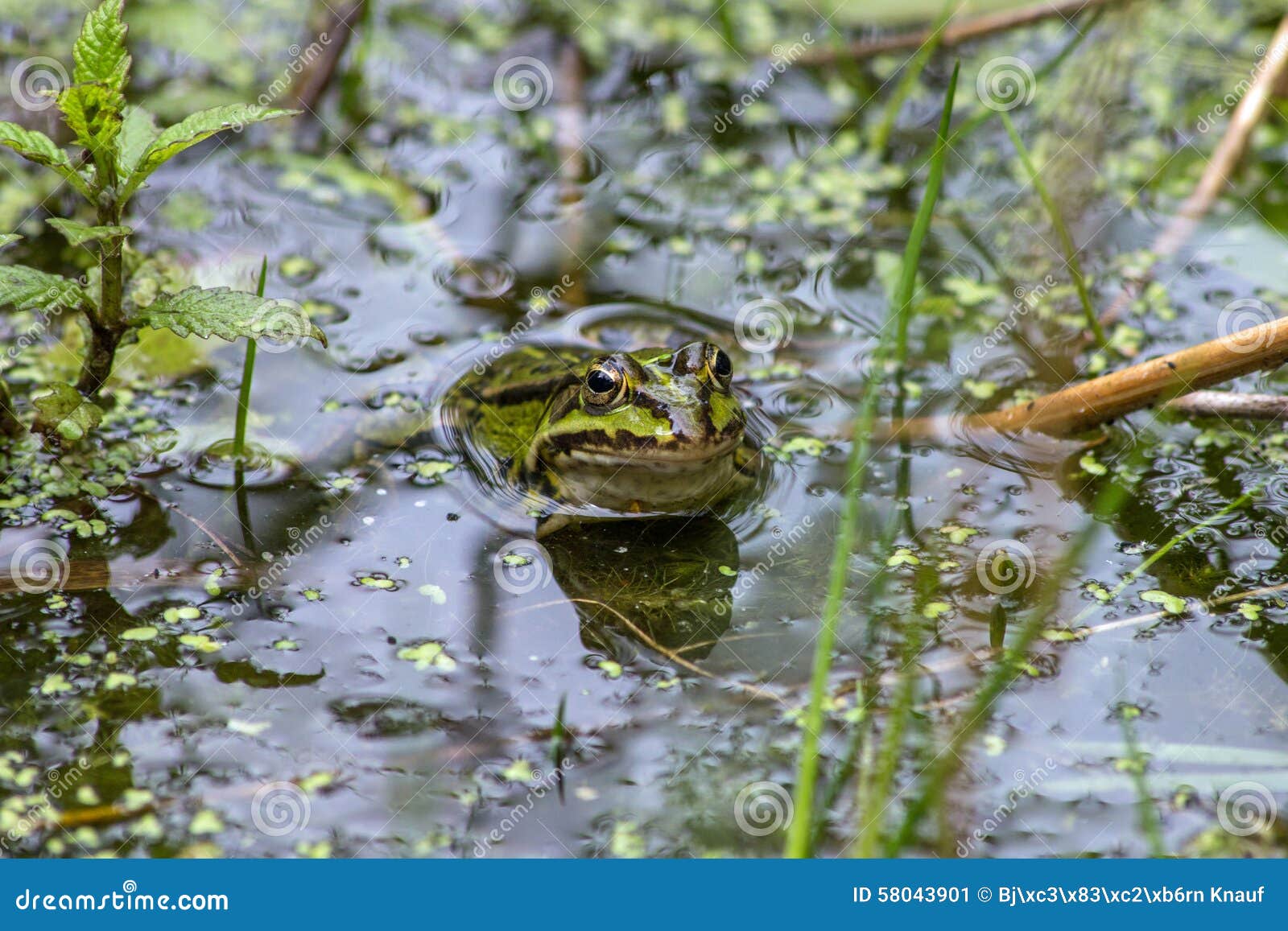 Groda i damm fotografering för bildbyråer. Bild av öga - 58043901