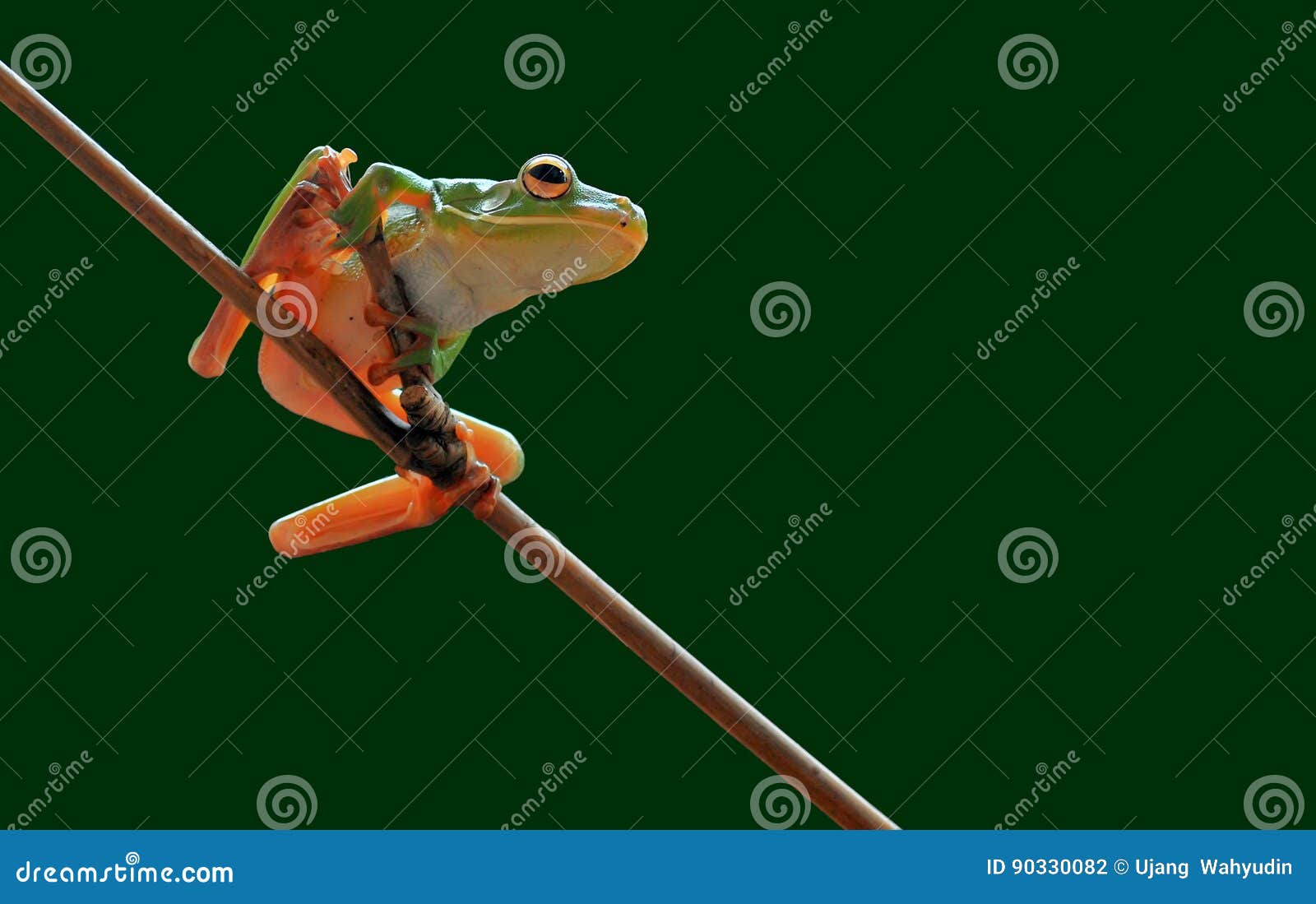 Groda Kort Och Tjock Groda Synad Grodared Litoria Caerulea, Arkivfoto ...
