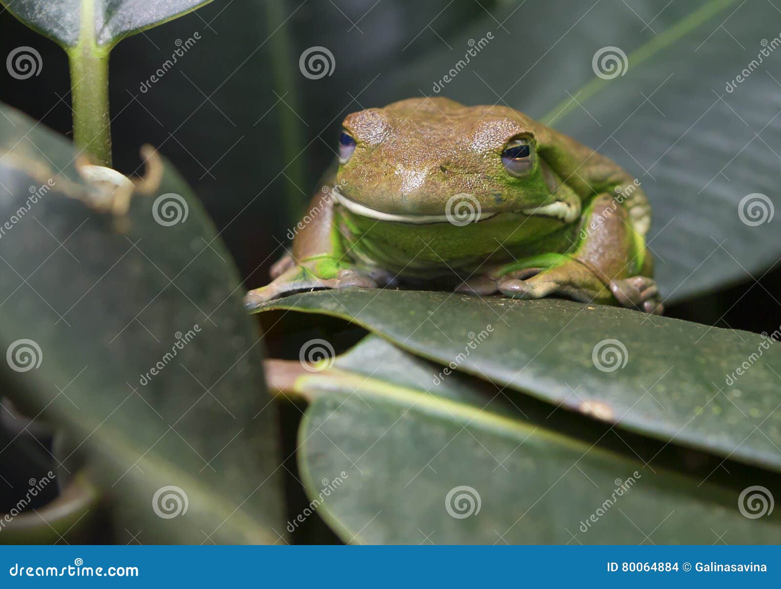 Groda med en vit kant arkivfoto. Bild av sugning, grön - 80064884