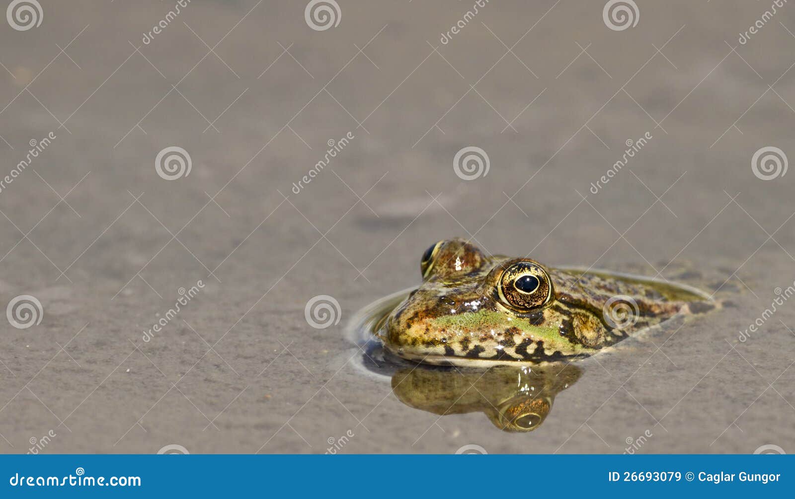 Grodan fotografering för bildbyråer. Bild av groda, padda - 26693079