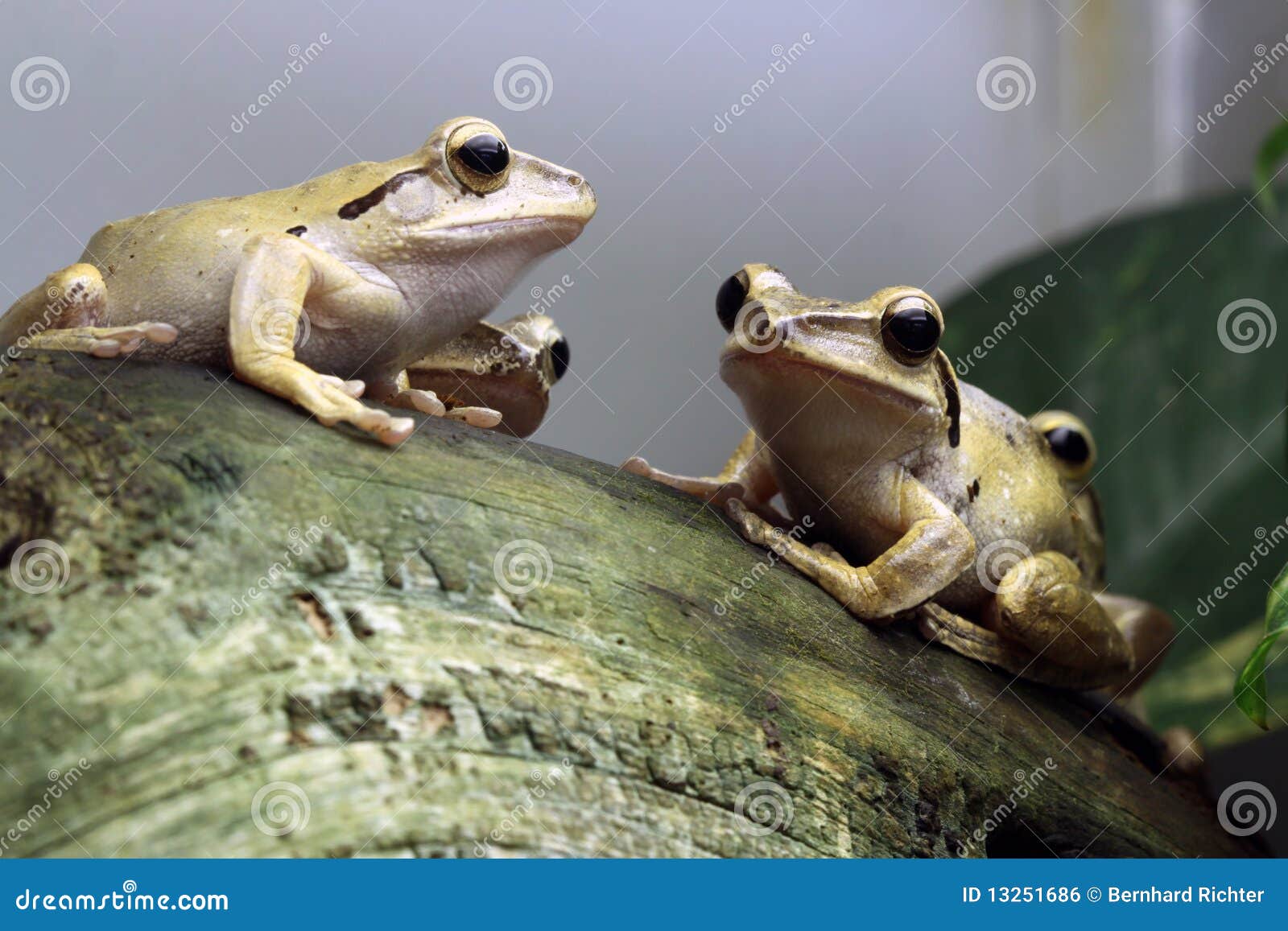 Grodor arkivfoto. Bild av makro, reptil, skog, amfibiansk - 13251686