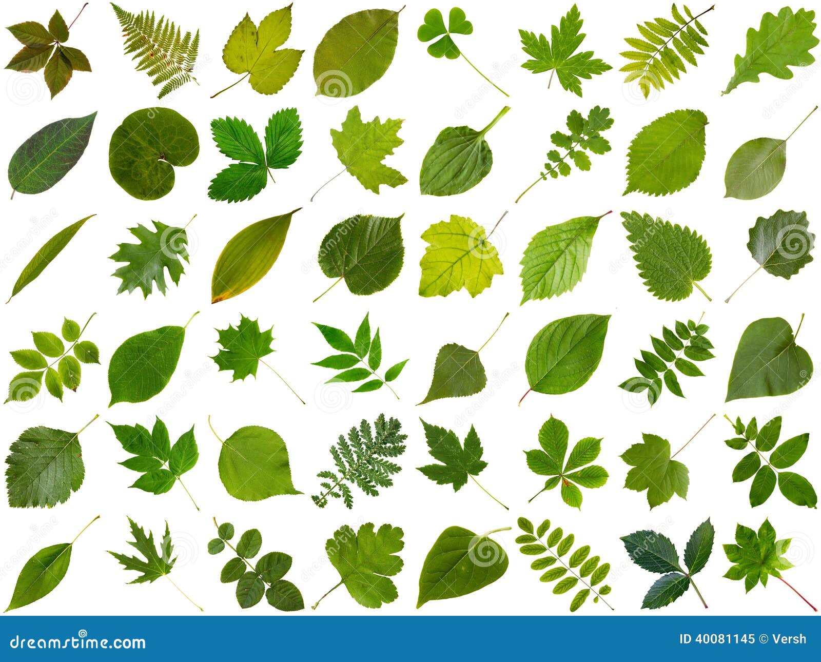 Große Sammlung Verschiedene Grüne Blätter Stockfoto - Bild: 40081145