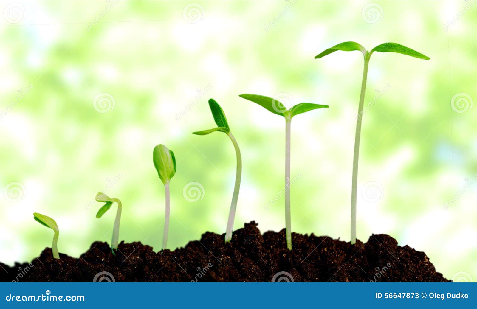 Groei, Het Groeien, Installatie Stock Afbeelding - Image of grond, zaad ...