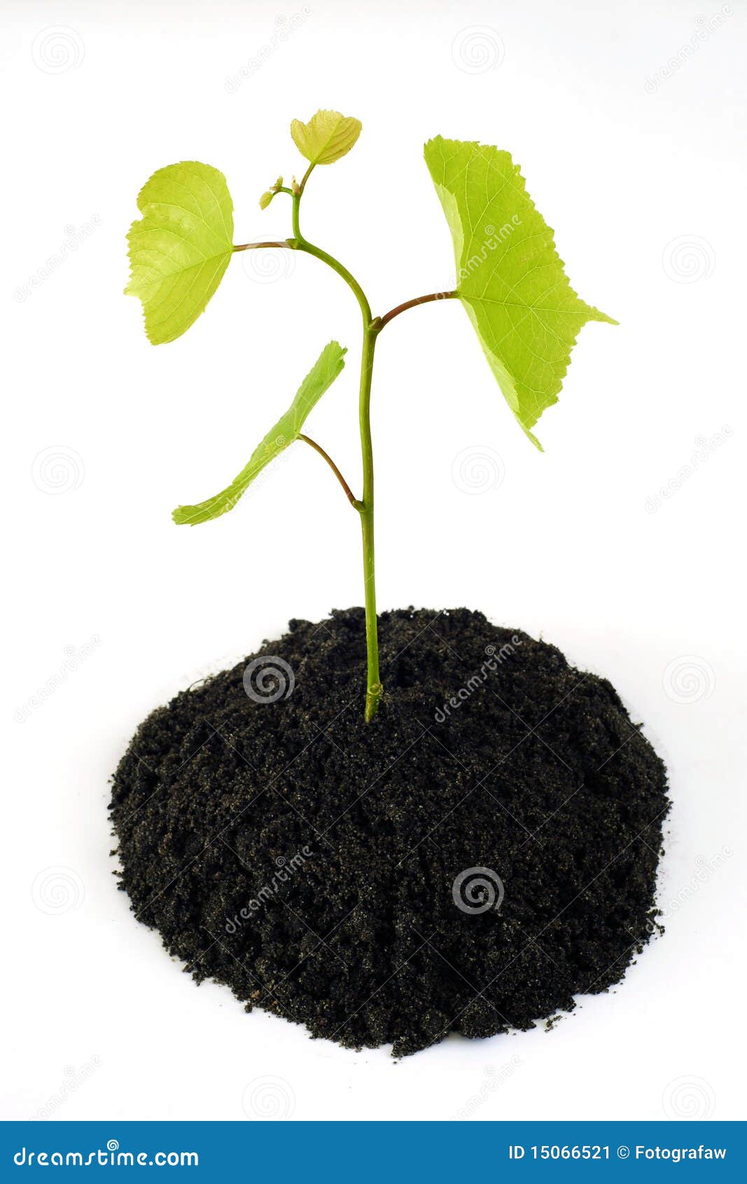 Groeiende boom stock afbeelding. Image of cultuur, jeugd - 15066521