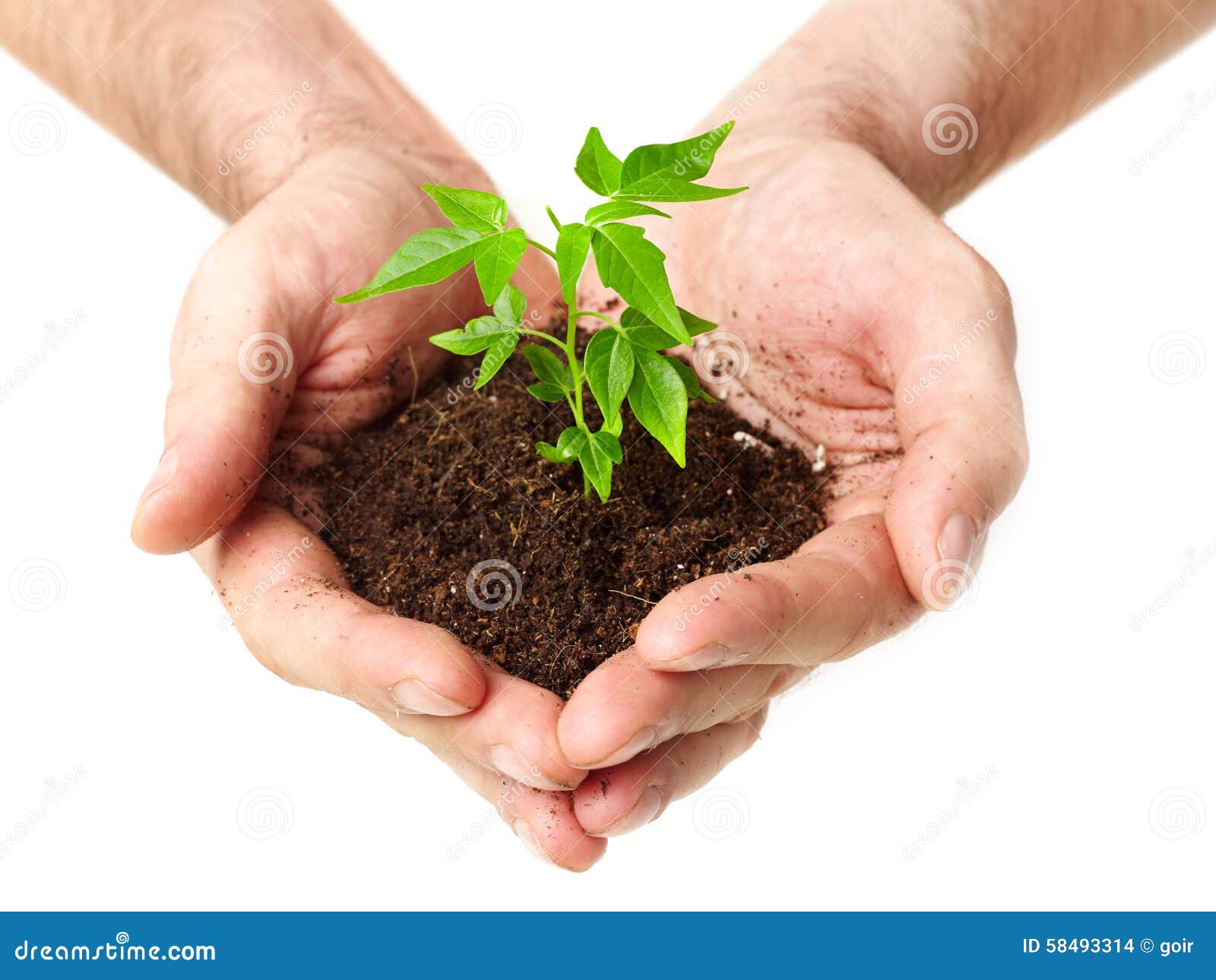 Groeiende Boom stock foto. Image of ideeën, landbouw - 58493314