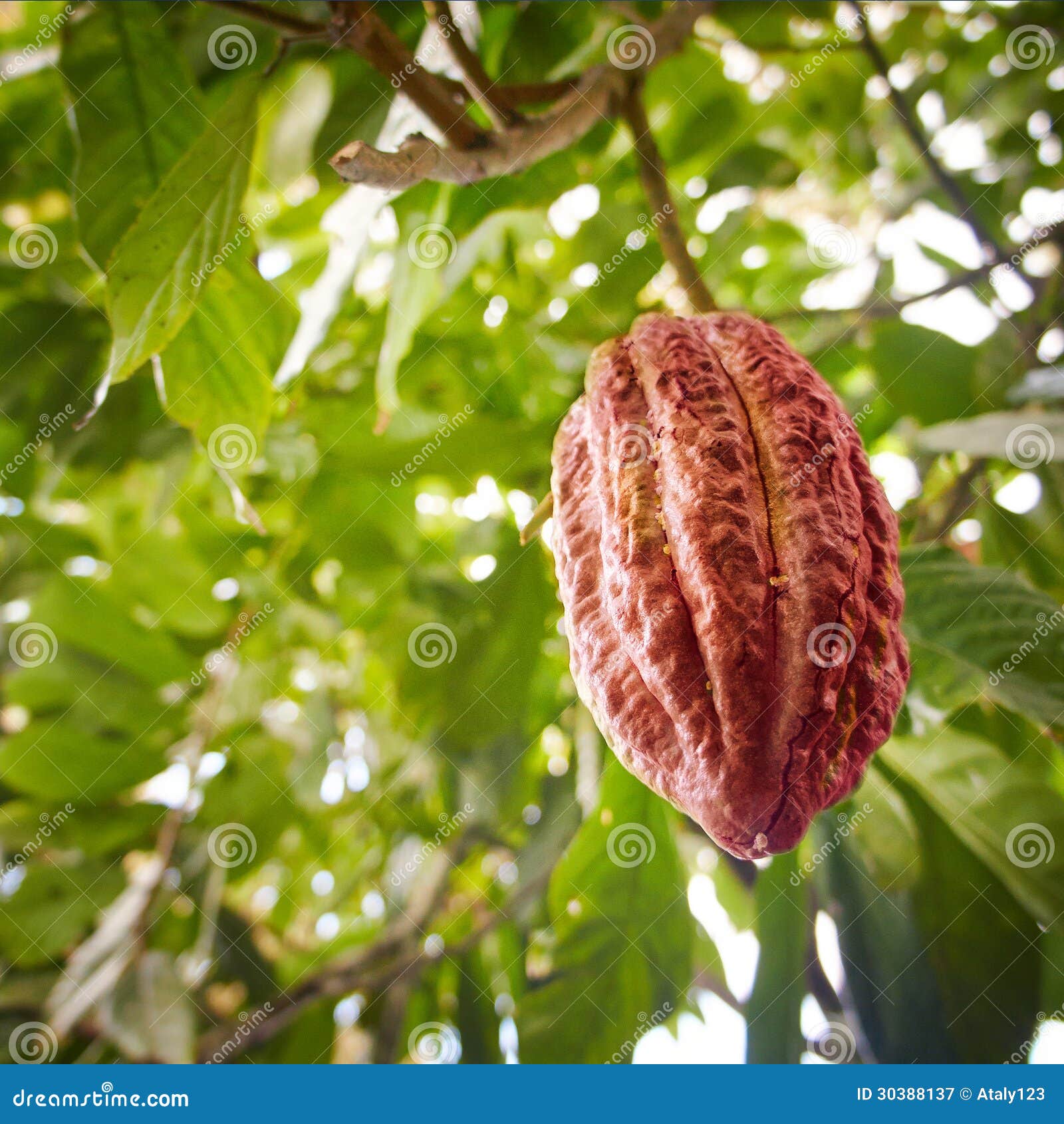 Groeiende cacaoboon stock afbeelding. Image of aanplanting - 30388137