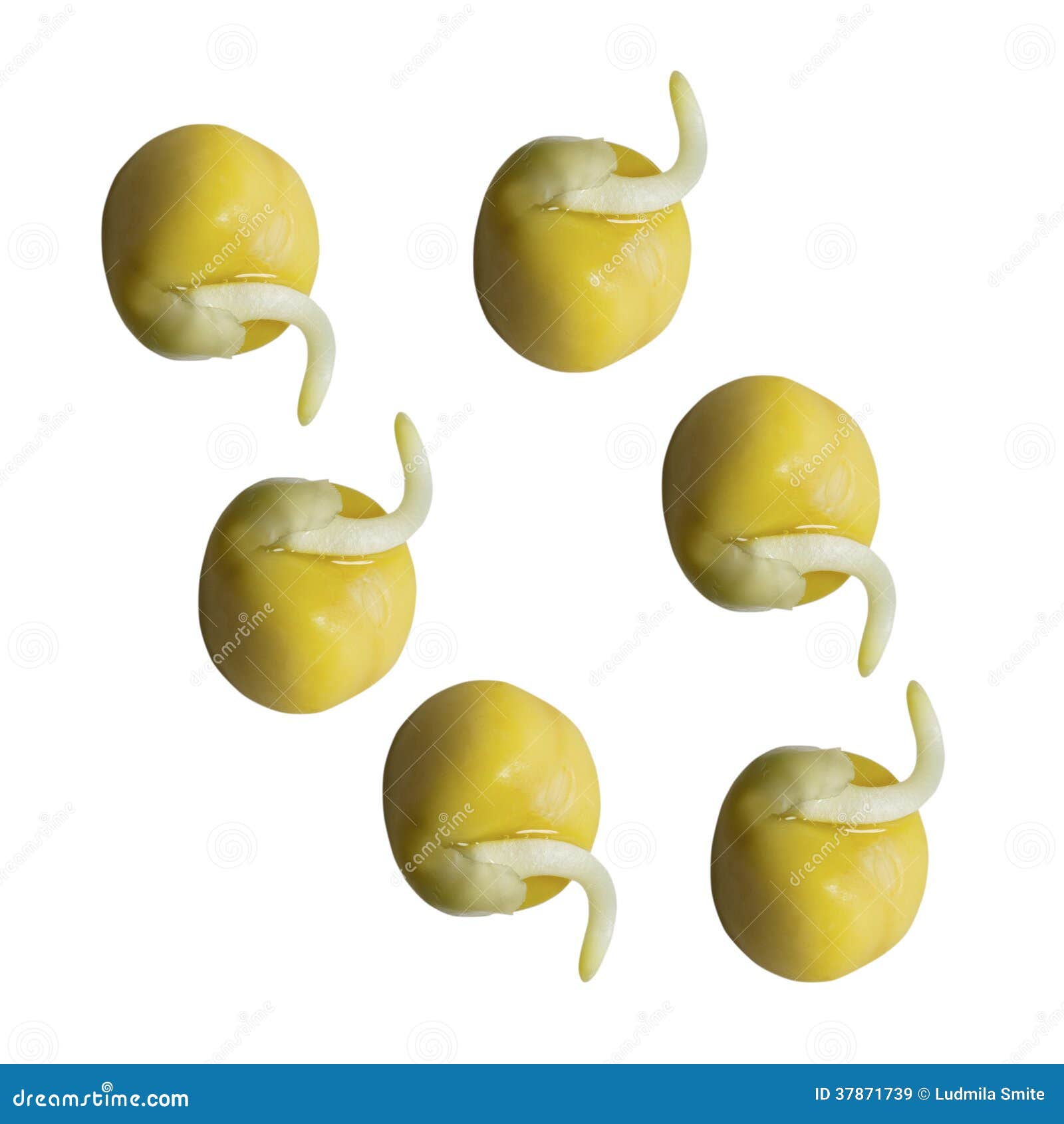 Groeiende erwt. stock afbeelding. Image of bonen, ecologie - 37871739