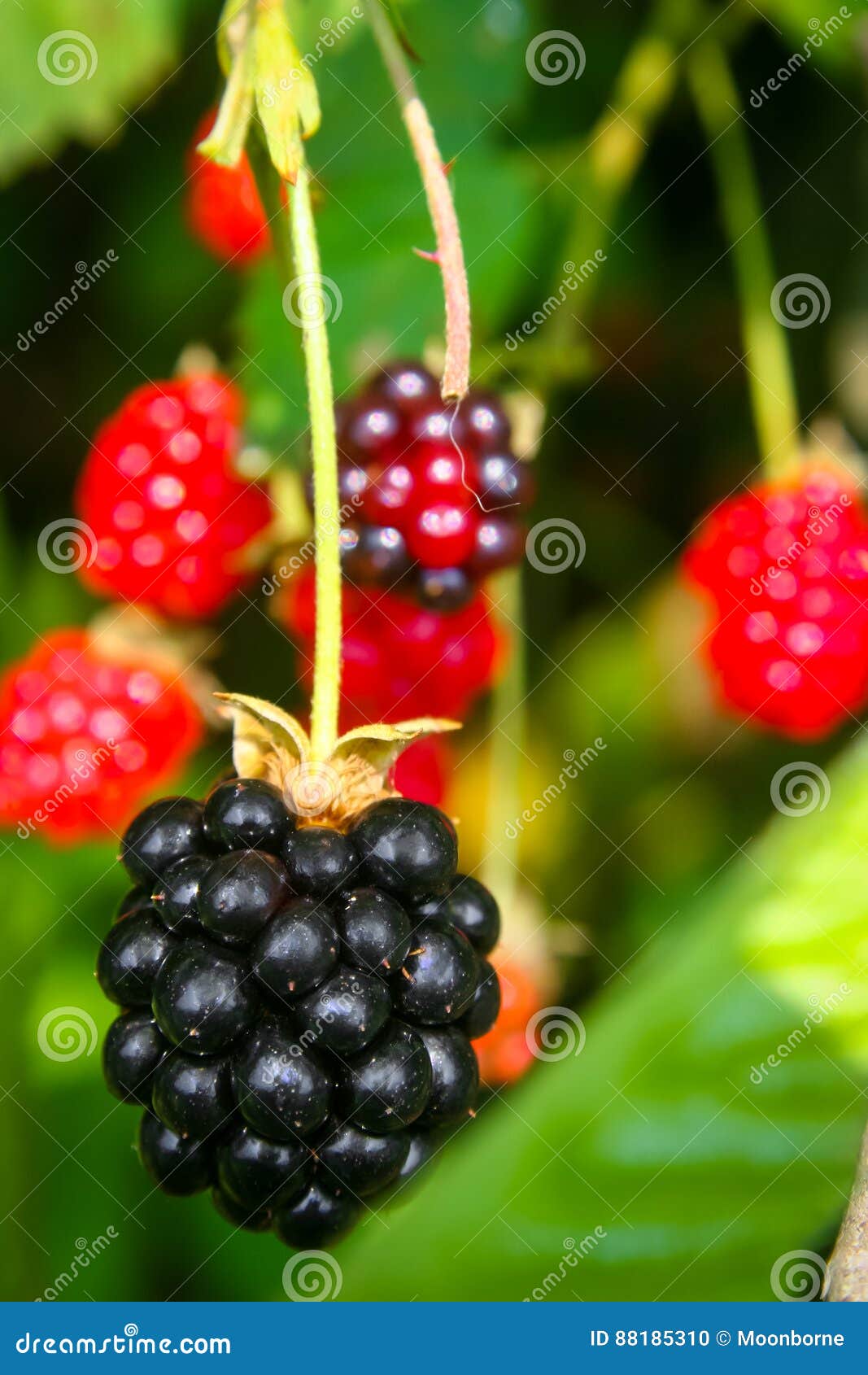 Groeiende Frambozen stock foto. Image of plantkunde, ingrediënt - 88185310