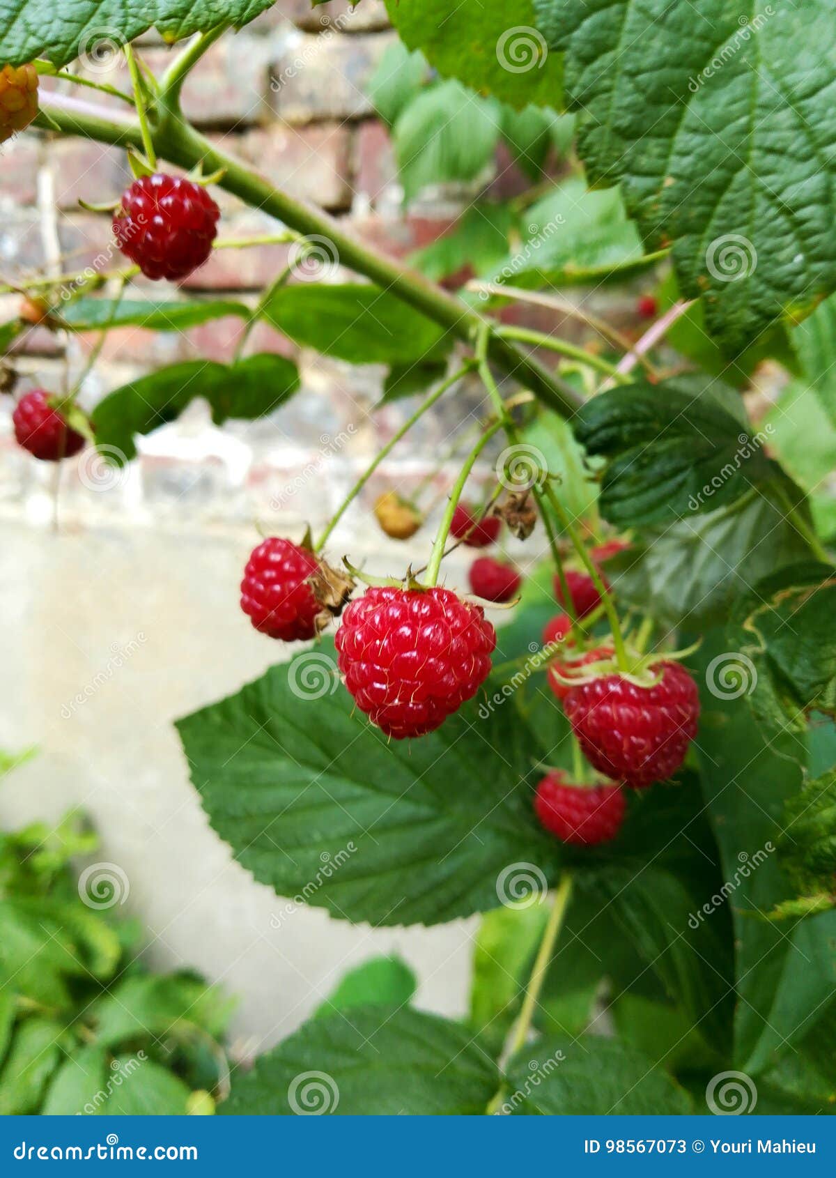Groeiende Frambozen stock afbeelding. Image of tuin, gezond - 98567073