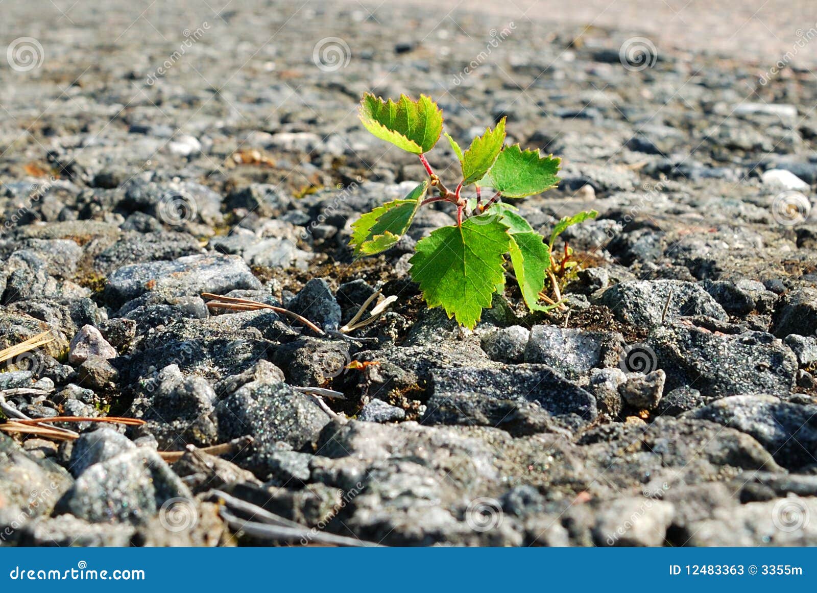 Groeiende Groene Installatie Stock Afbeelding - Image of groen ...