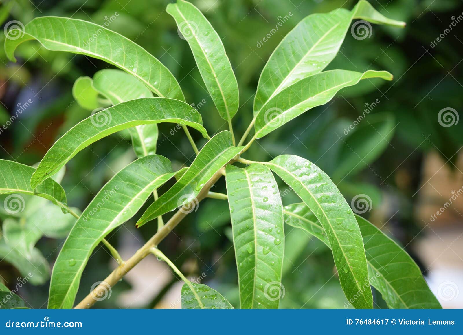 Groeiende Het Gebladerteachtergronden Van De Mangoboom Stock Afbeelding ...