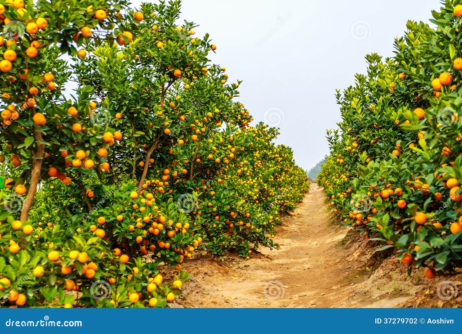Groeiende Mandarijnen stock foto. Image of hanoi, tuin - 37279702