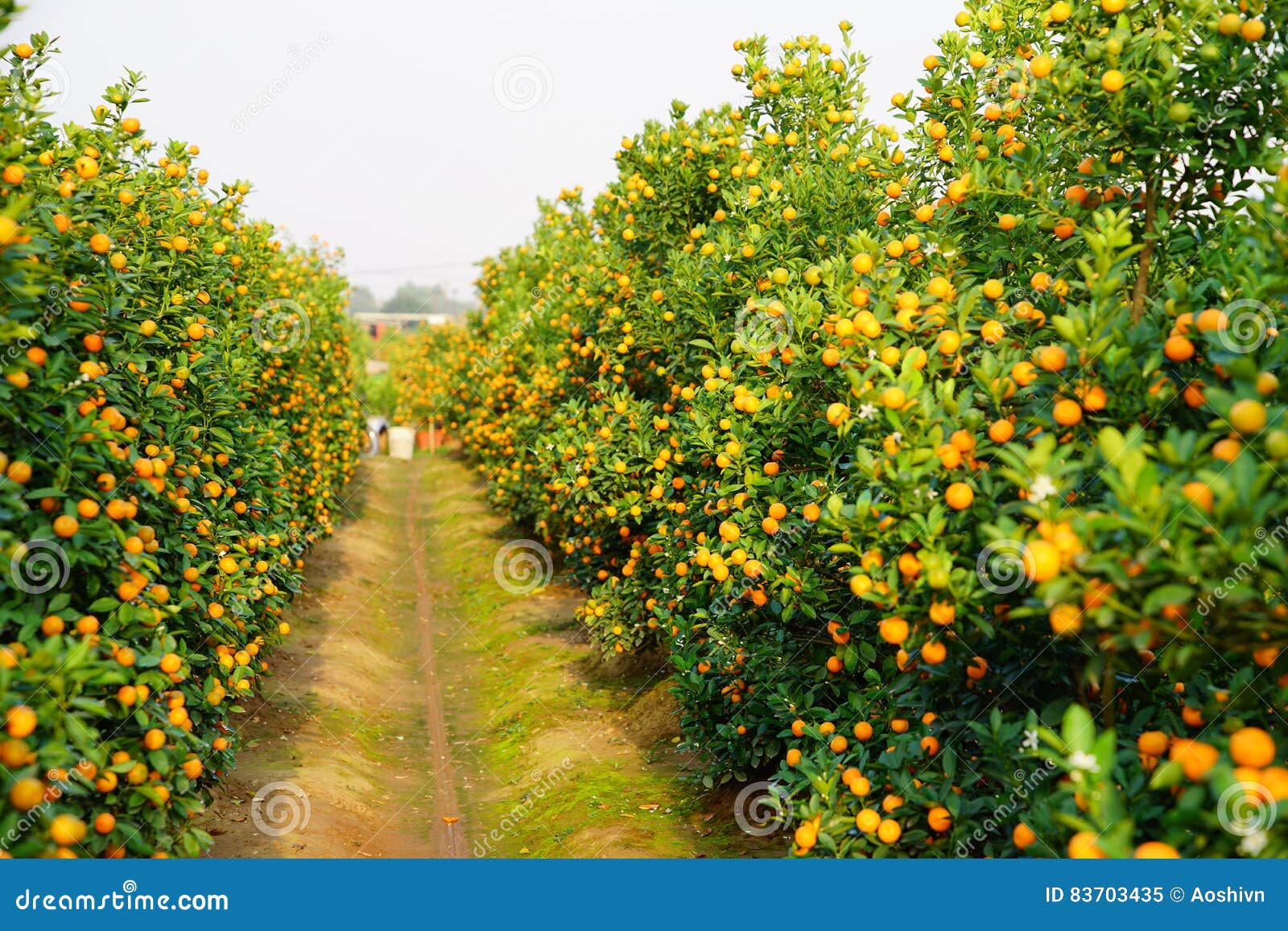 Groeiende mandarijnen stock afbeelding. Image of citrusvrucht - 83703435