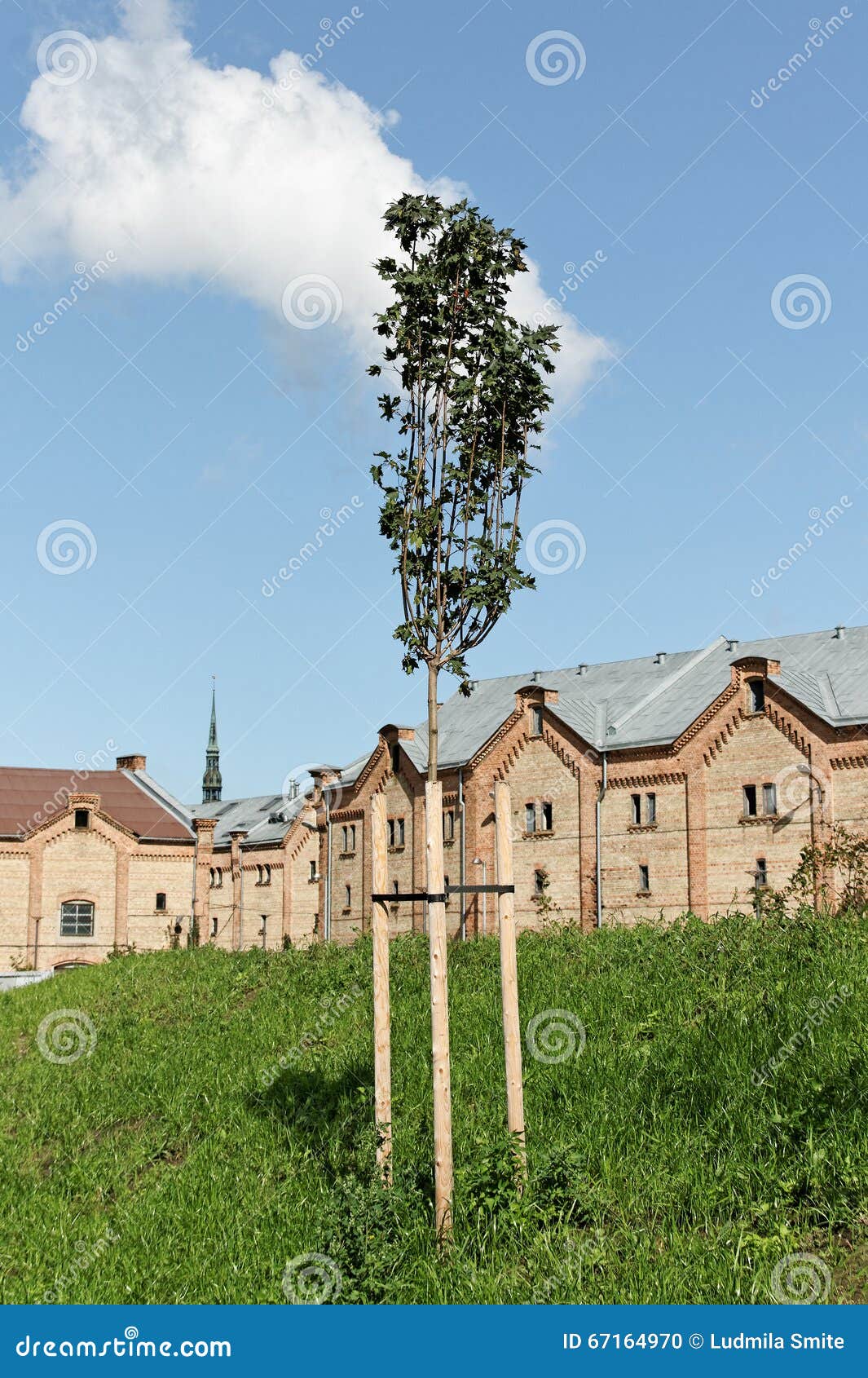 Groeiende nieuwe boom stock foto. Image of gazon, vers - 67164970