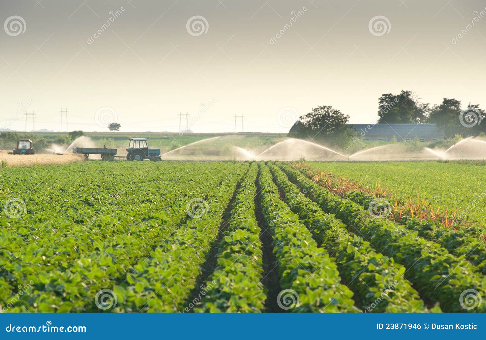 Groeiende sojaboon stock foto. Image of groei, groen - 23871946