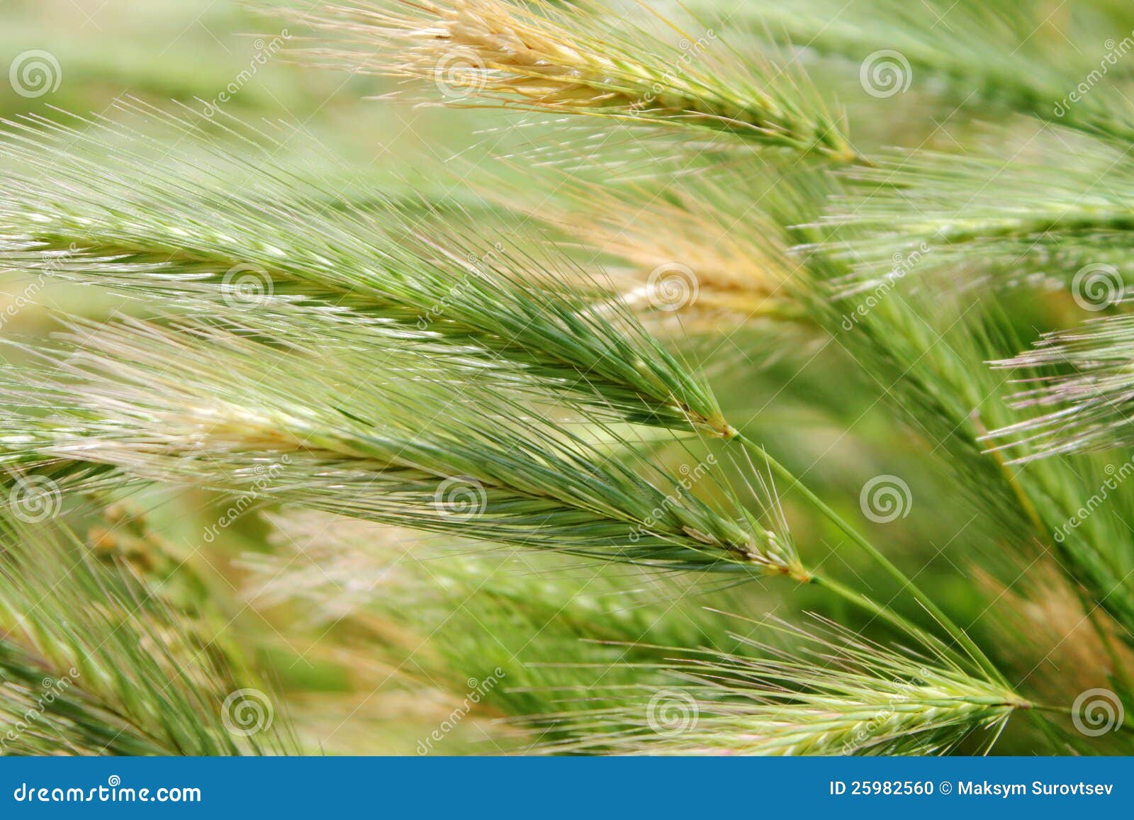 Groeiende wilde tarwe stock foto. Image of gerst, seizoen - 25982560