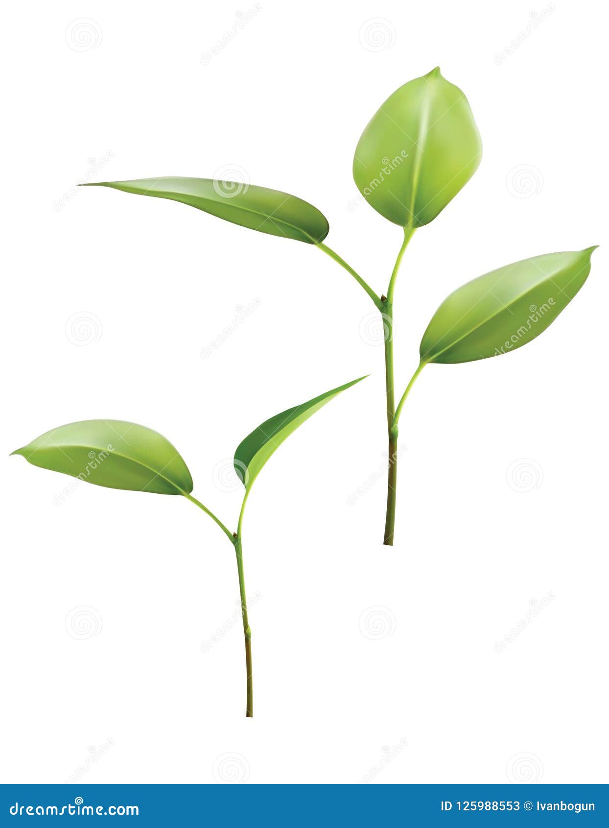 Groeit Het Installatie Groene Blad Vector Vector Illustratie ...