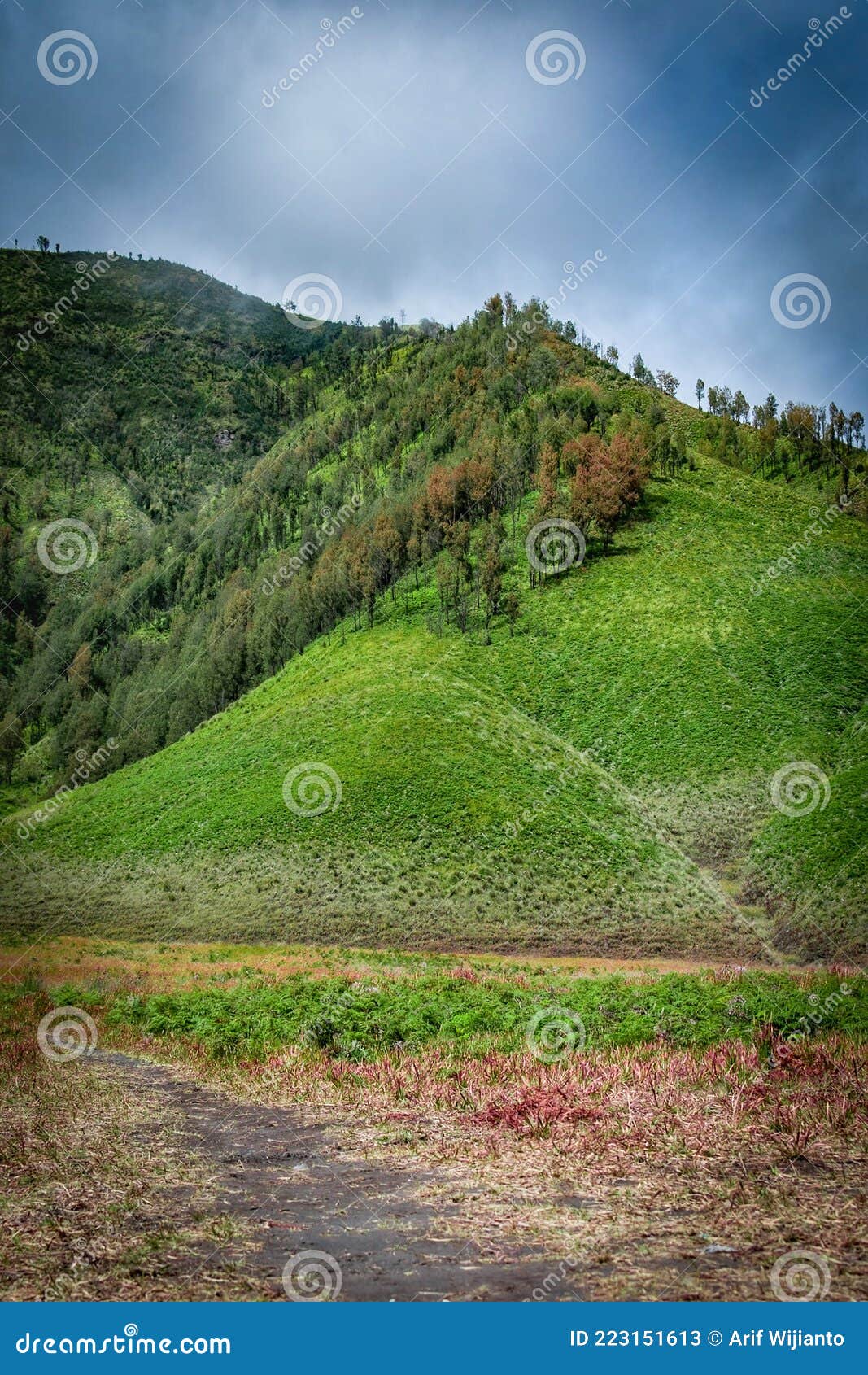 Groen beeld op teletubbies stock afbeelding. Image of vegetatie - 223151613