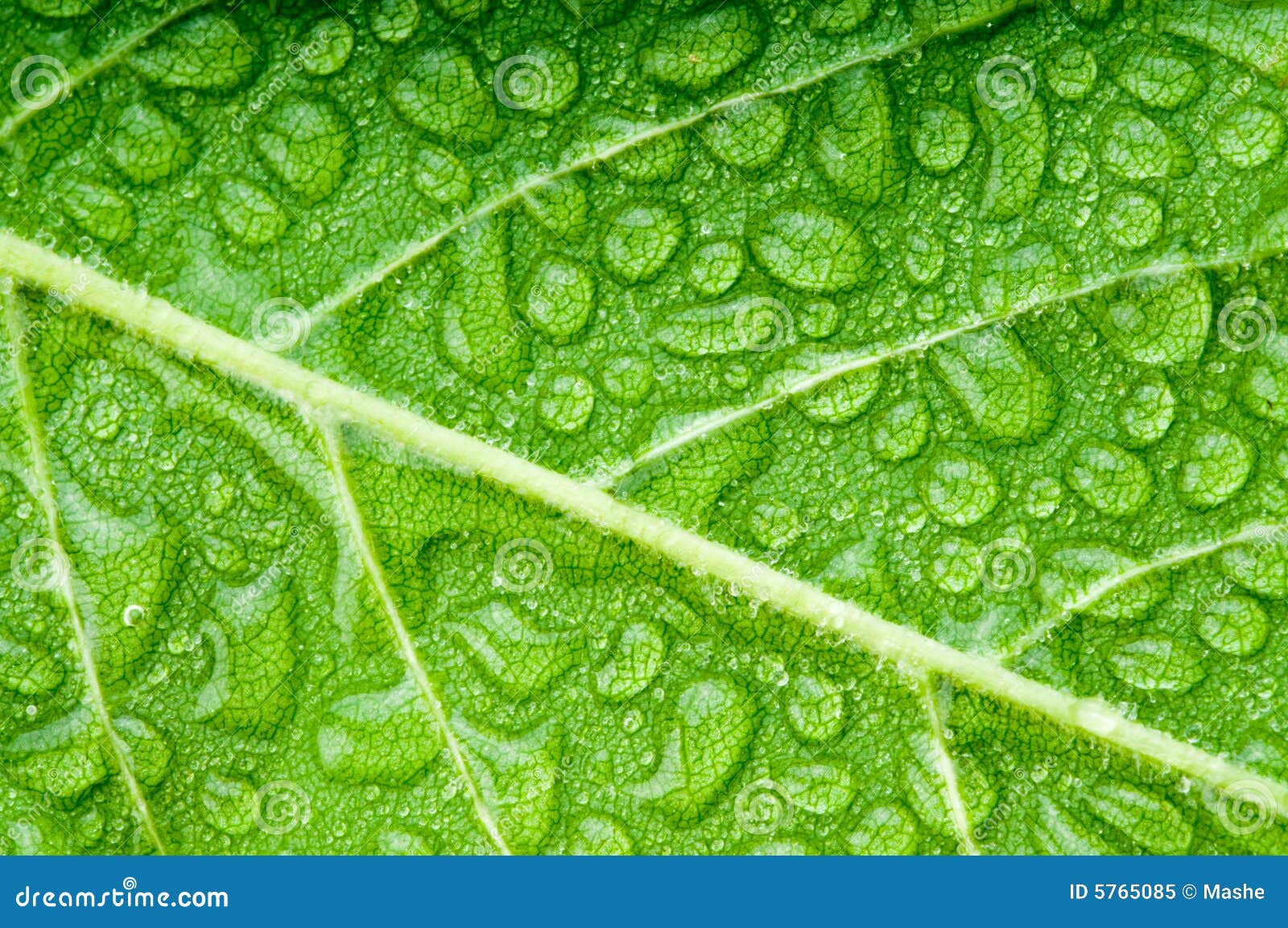 Groen blad. stock afbeelding. Image of naughty, vers, chlorofyl - 5765085