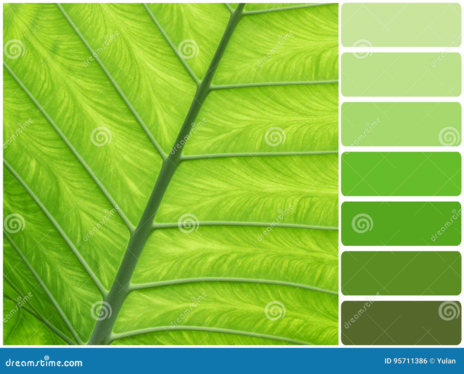 Groen blad en kleurenpalet stock foto. Image of kleur - 95711386